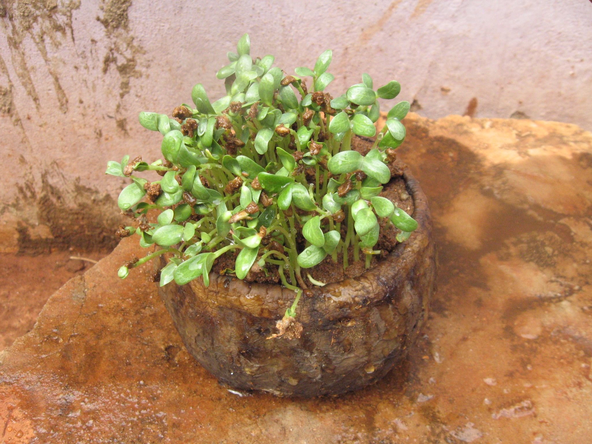 Seed Germination With Bottle Gourd Shell As Planter : 6 Steps (with ...