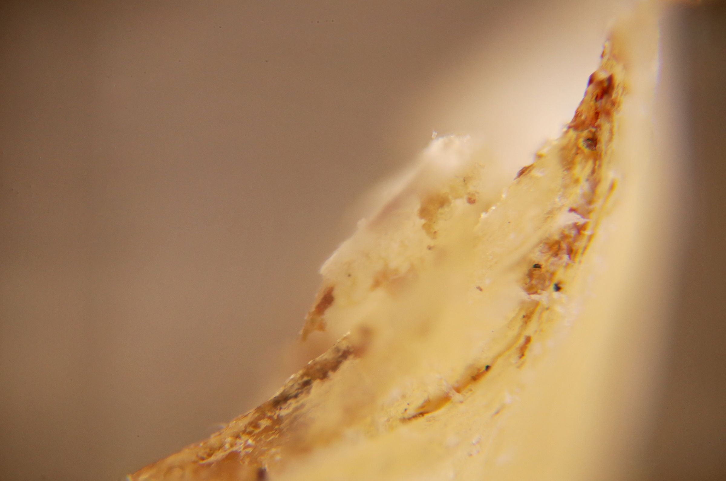 DSLR Microphotography : 12 Steps (with Pictures) - Instructables