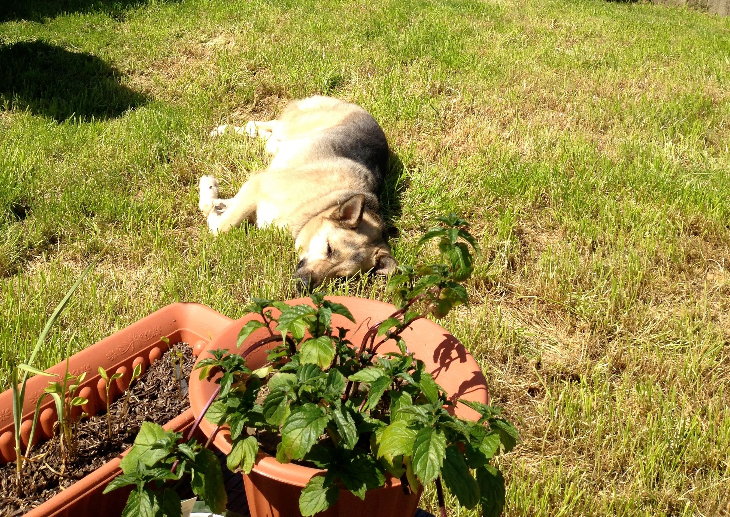 Raspberry Pi Irrigation Controller : 9 Steps (with Pictures ...