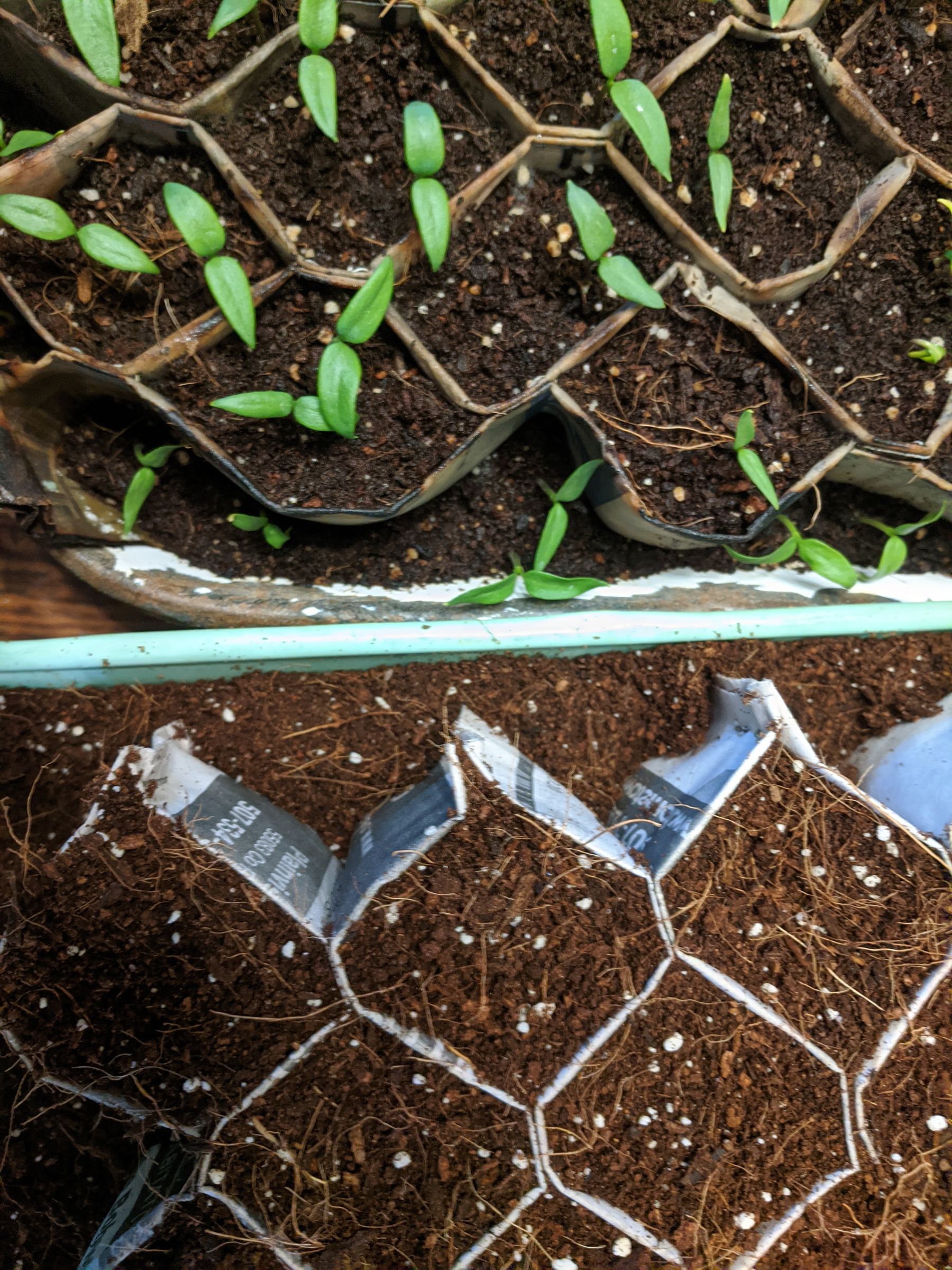 Seedling Tray Insert : 9 Steps (with Pictures) - Instructables