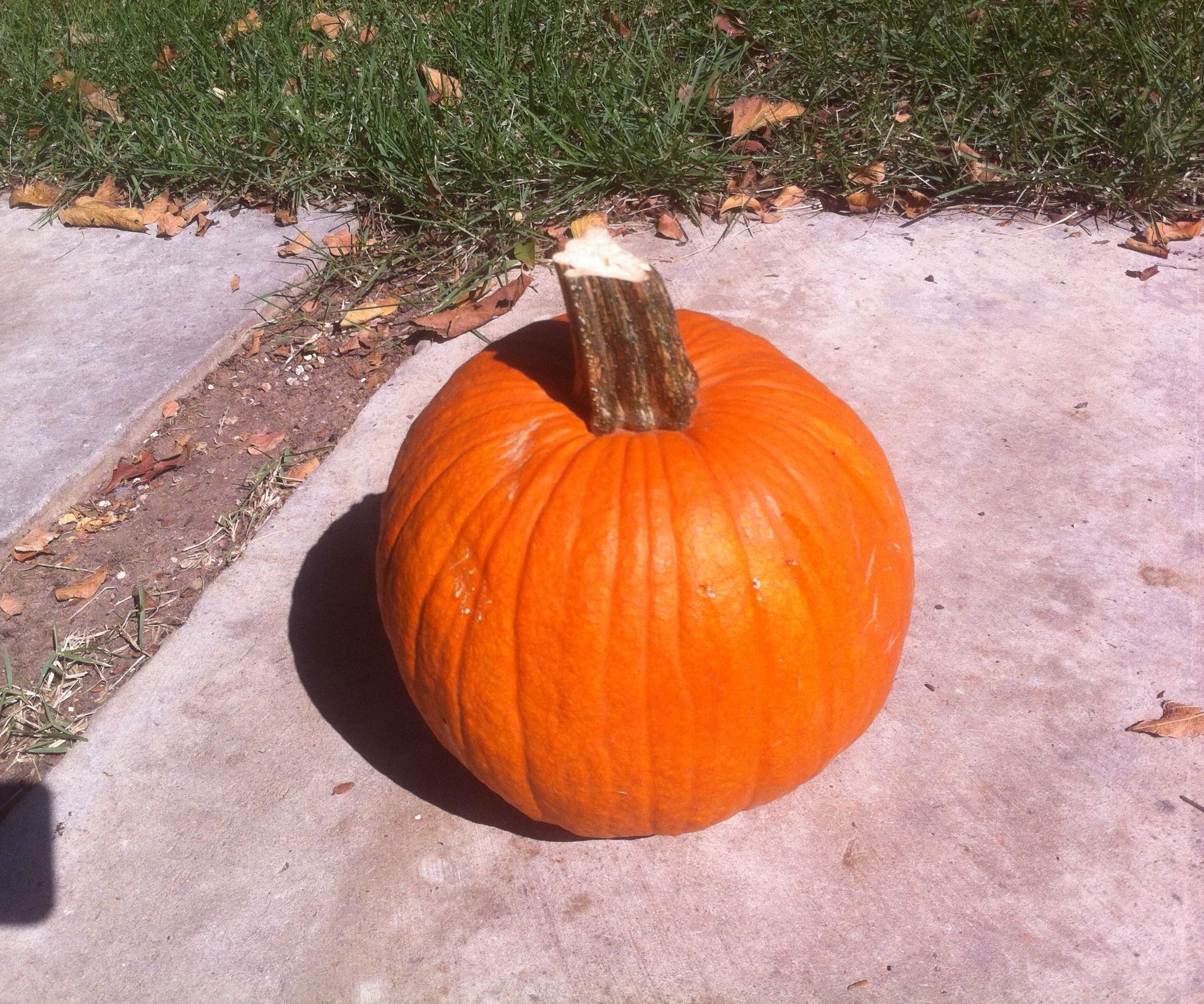 How to Re-use Your Pumpkin After Halloween : 6 Steps (with Pictures ...