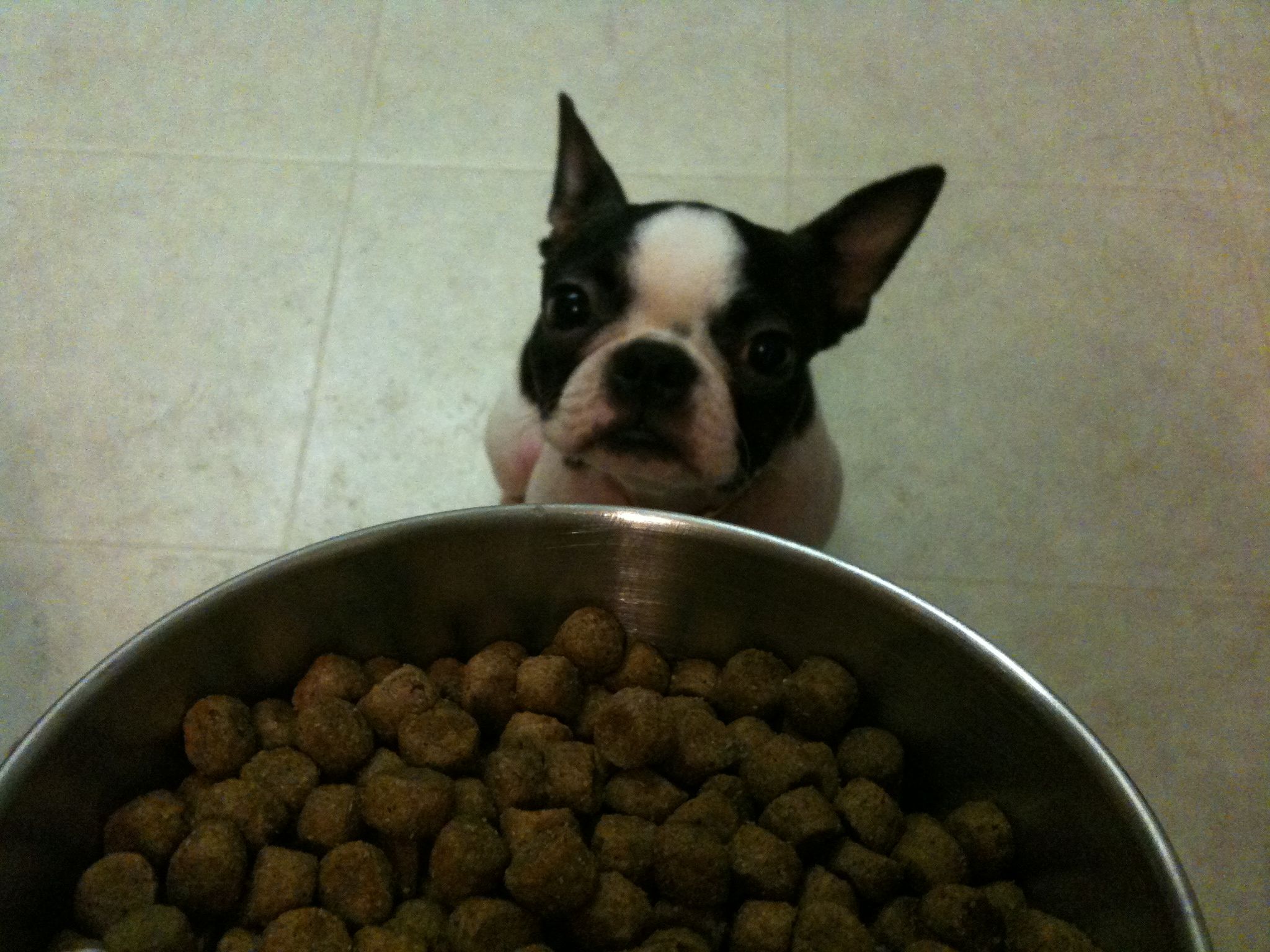 PupCakes! : 4 Steps (with Pictures) - Instructables