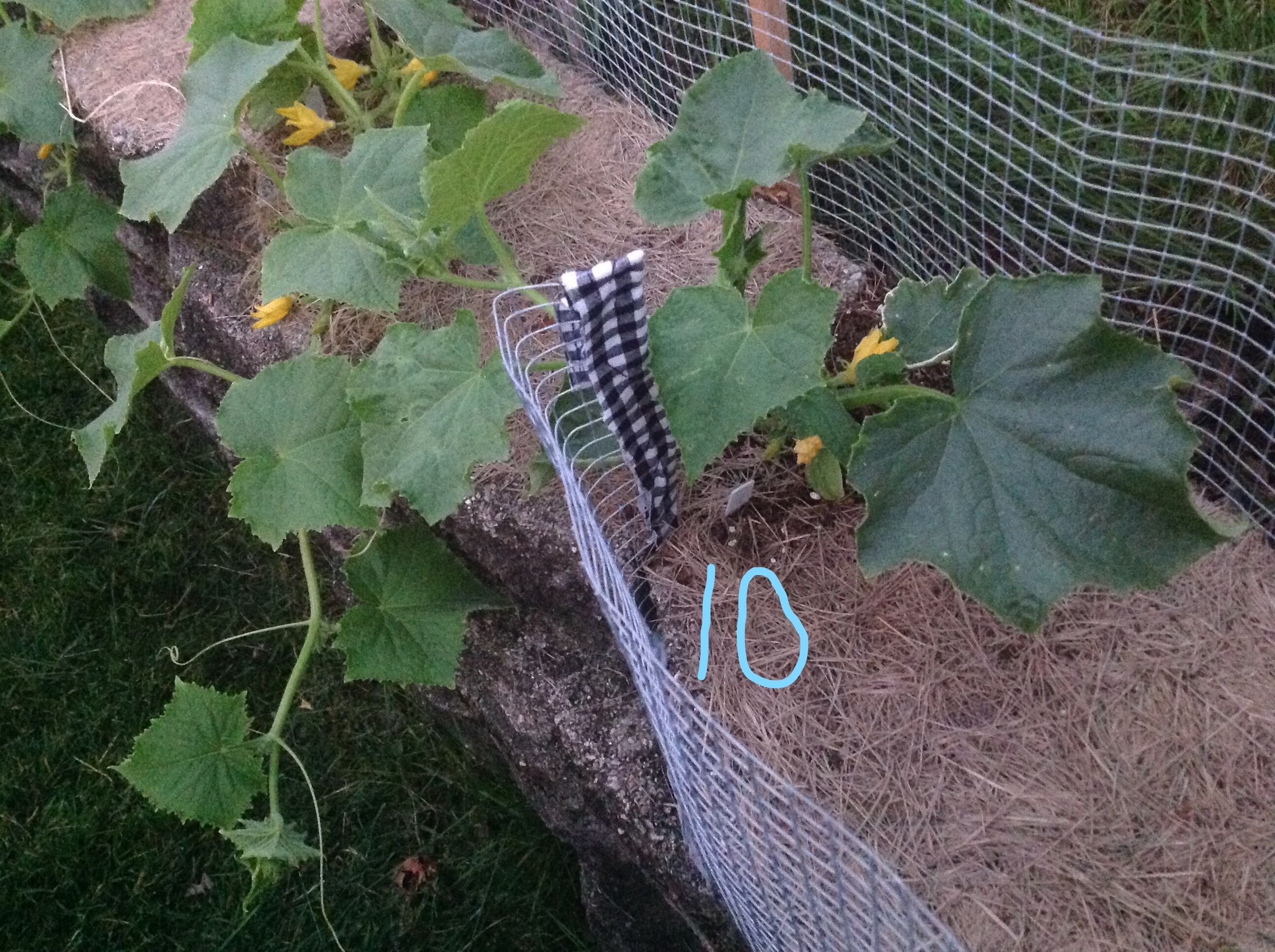 Growing Cucumber on Retaining Wall : 3 Steps - Instructables