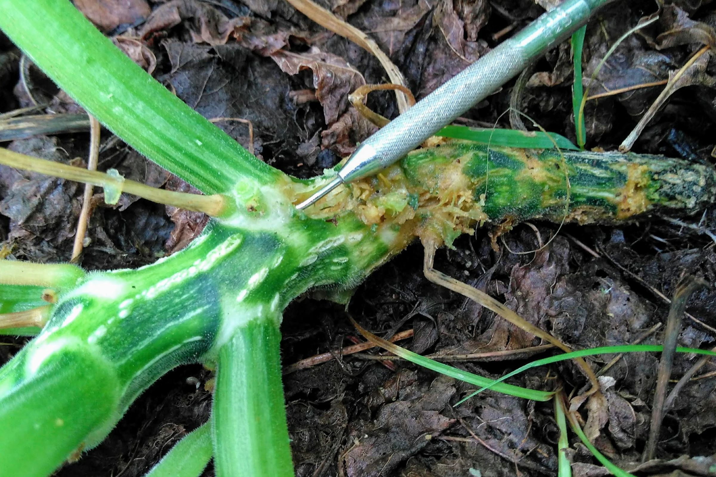 How to Hunt Vine Borers : 17 Steps (with Pictures) - Instructables