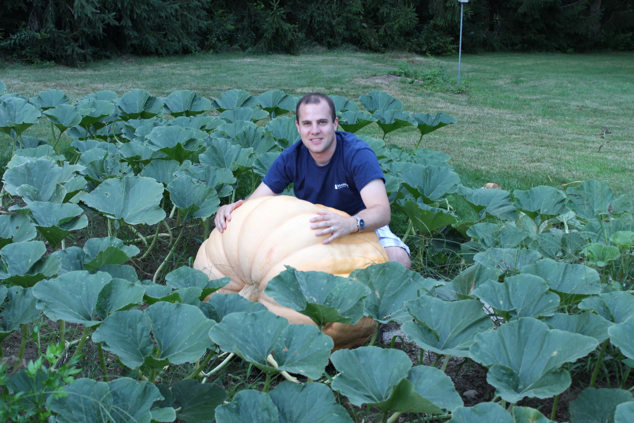 Giant Pumpkins Make Giant Jack O Lanterns : 9 Steps (with Pictures ...