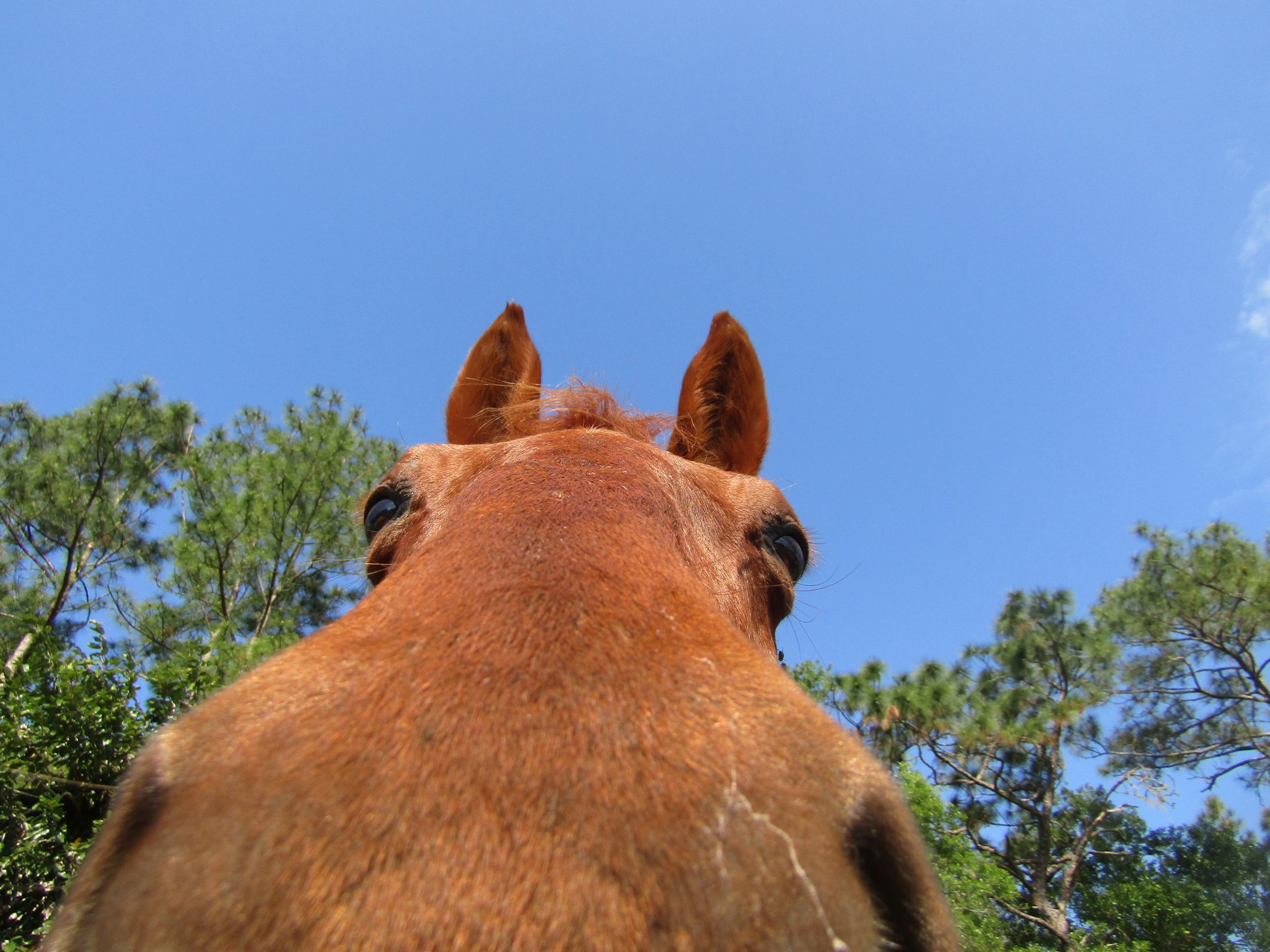 Horse Popsicle Treat : 5 Steps - Instructables