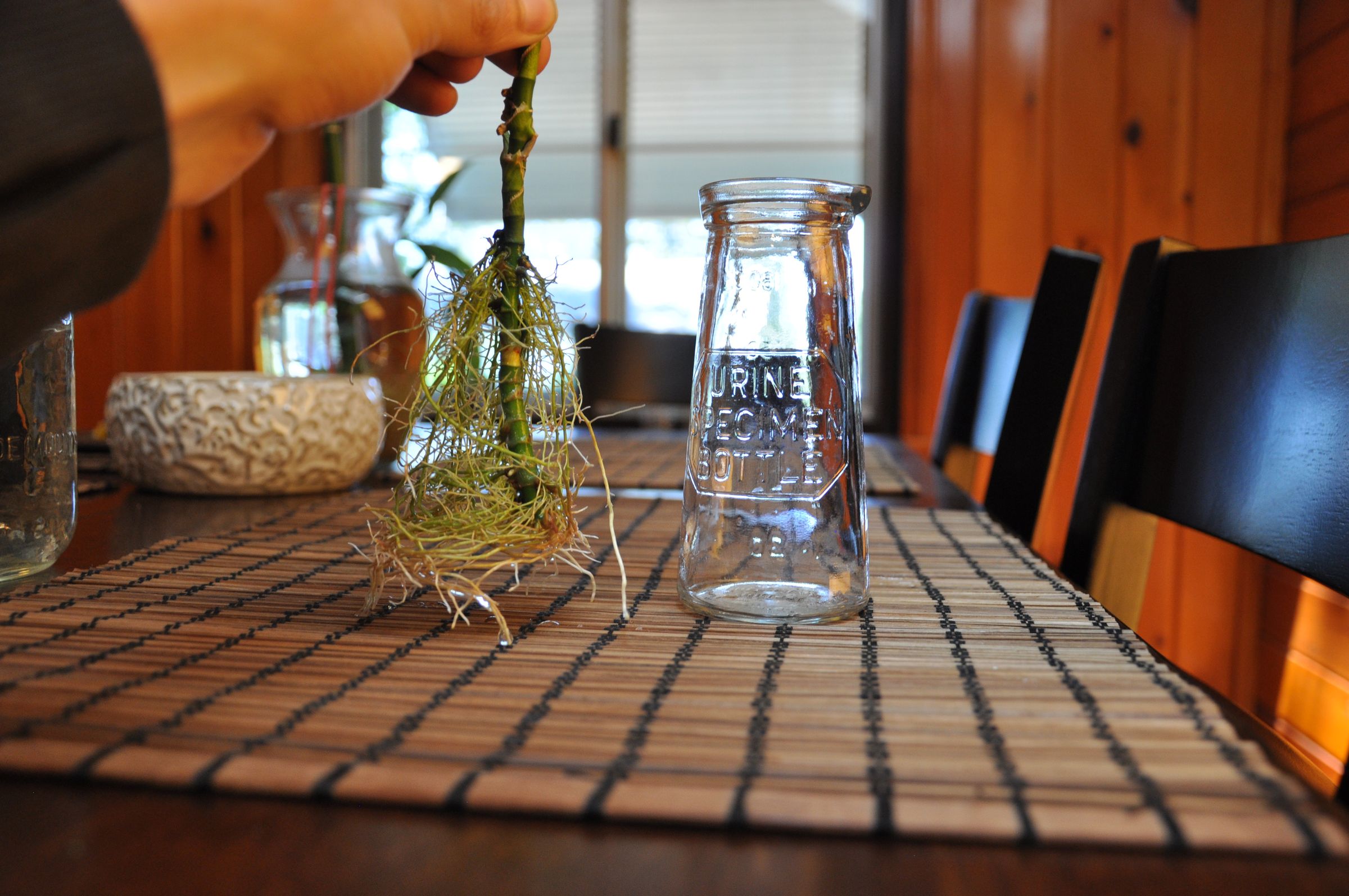 Cloning Your Bamboo : 7 Steps (with Pictures) - Instructables