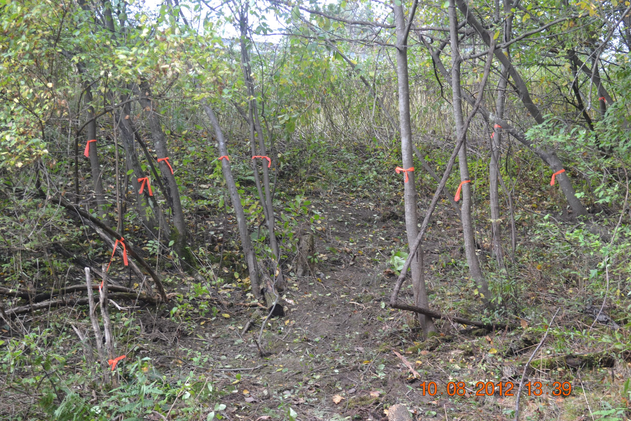 Invasive Species Control: a Hands-on Environmental Project : 11 Steps ...