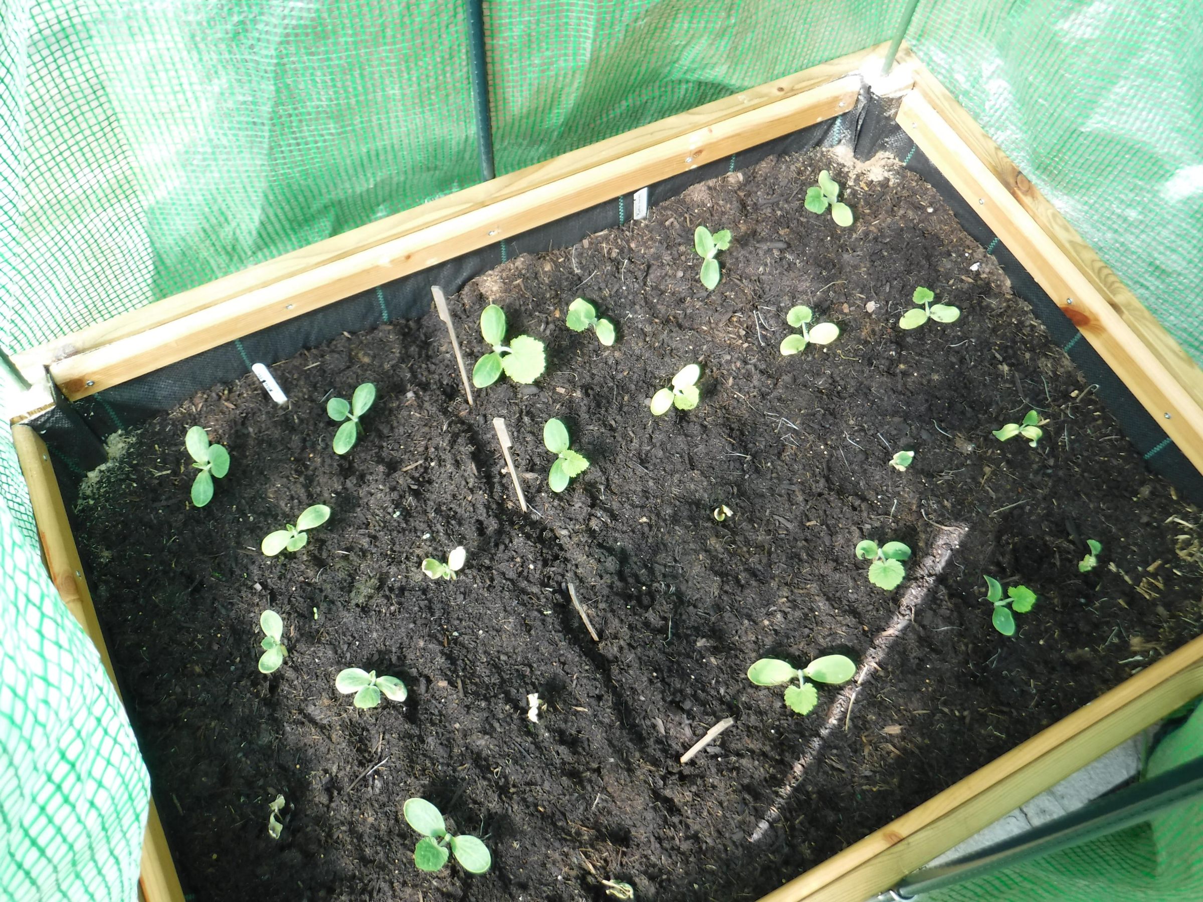 Wood Raised Plant Bed : 12 Steps (with Pictures) - Instructables