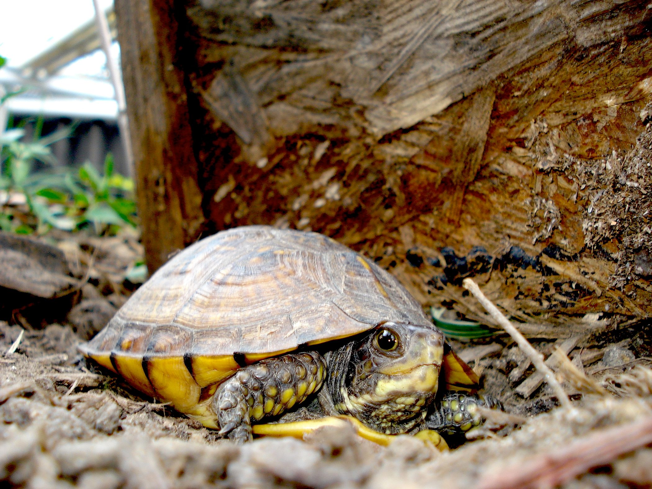 Luxury Turtle Pen : 10 Steps (with Pictures) - Instructables