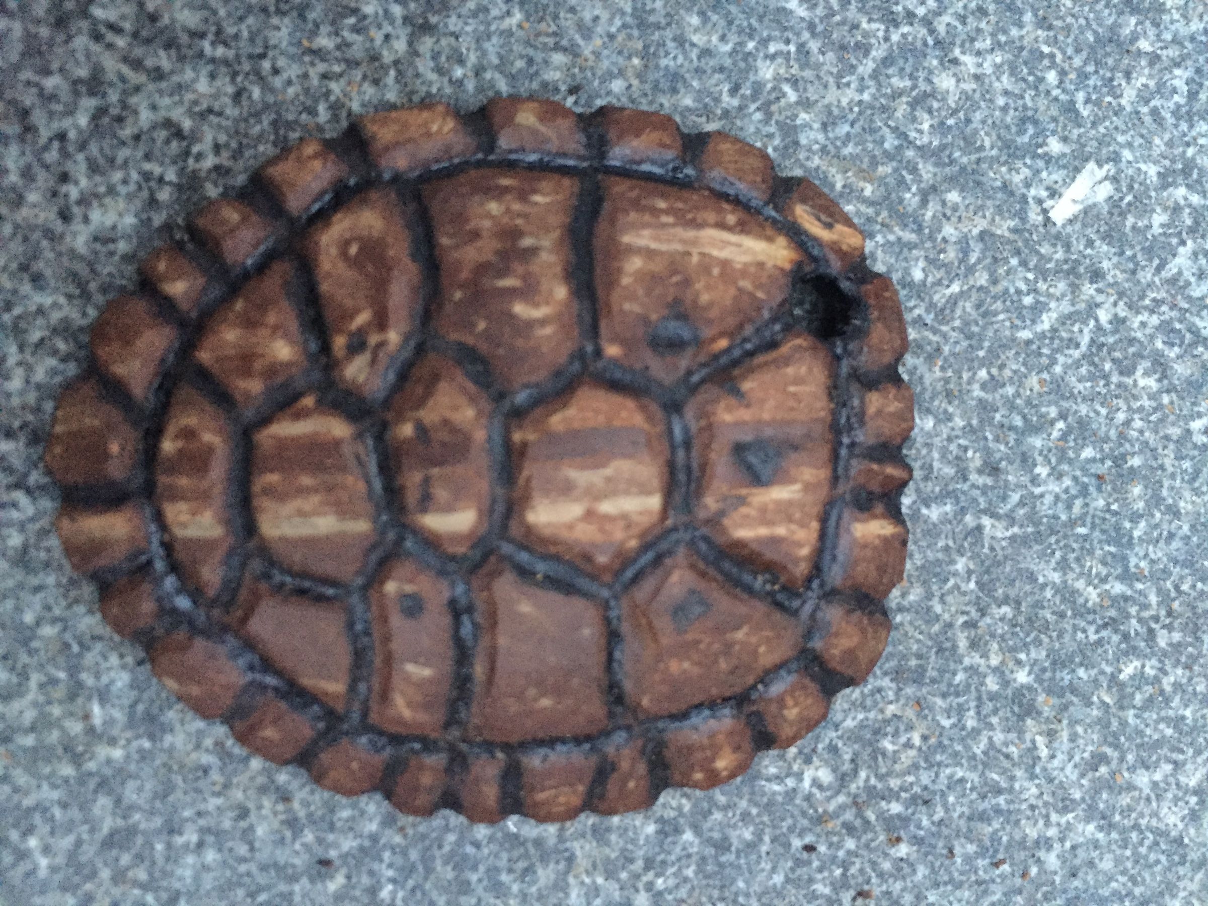 Turtle Shell From Coconut : 6 Steps (with Pictures) - Instructables