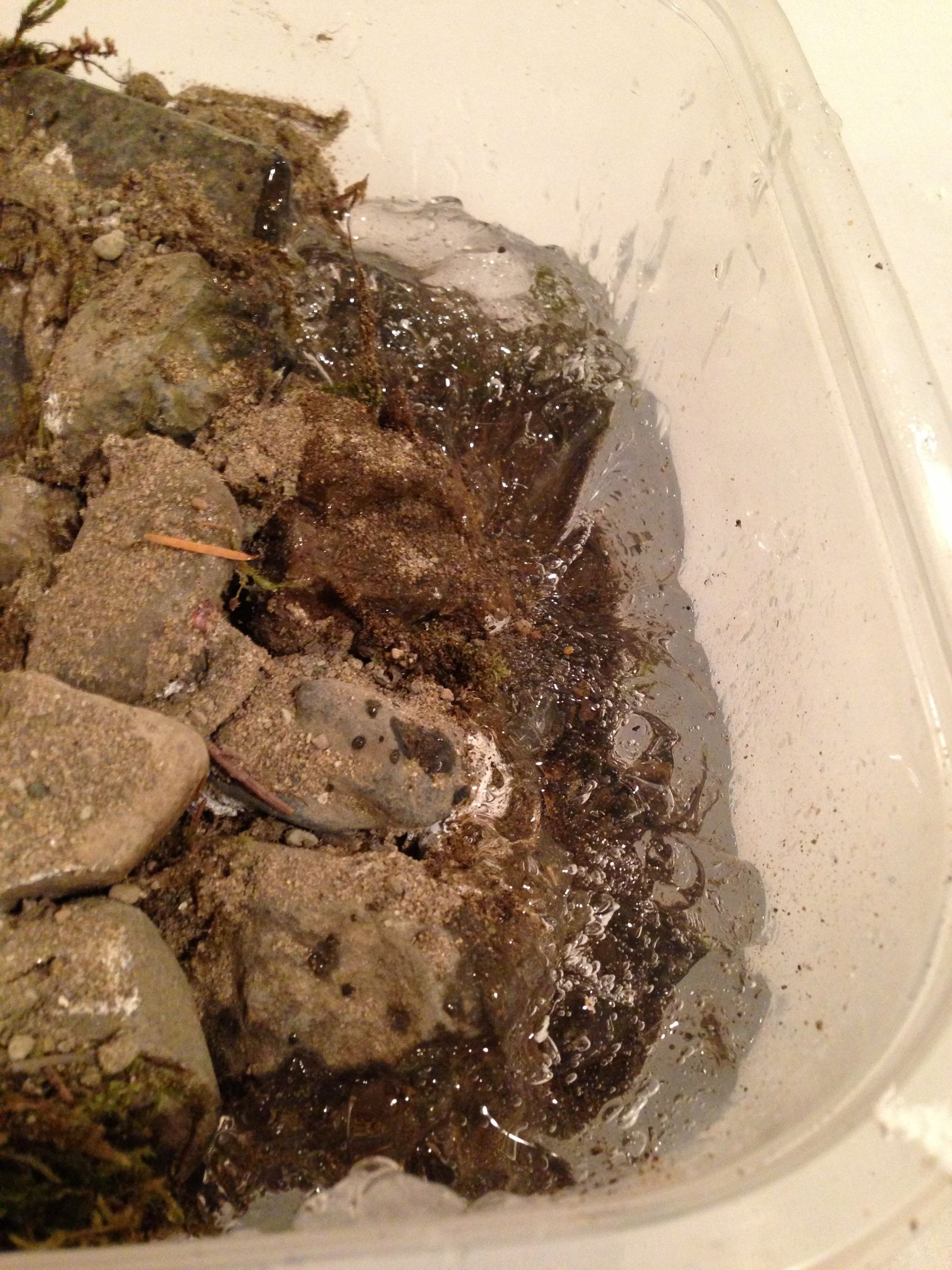 The Tide Pool Diorama : 4 Steps - Instructables