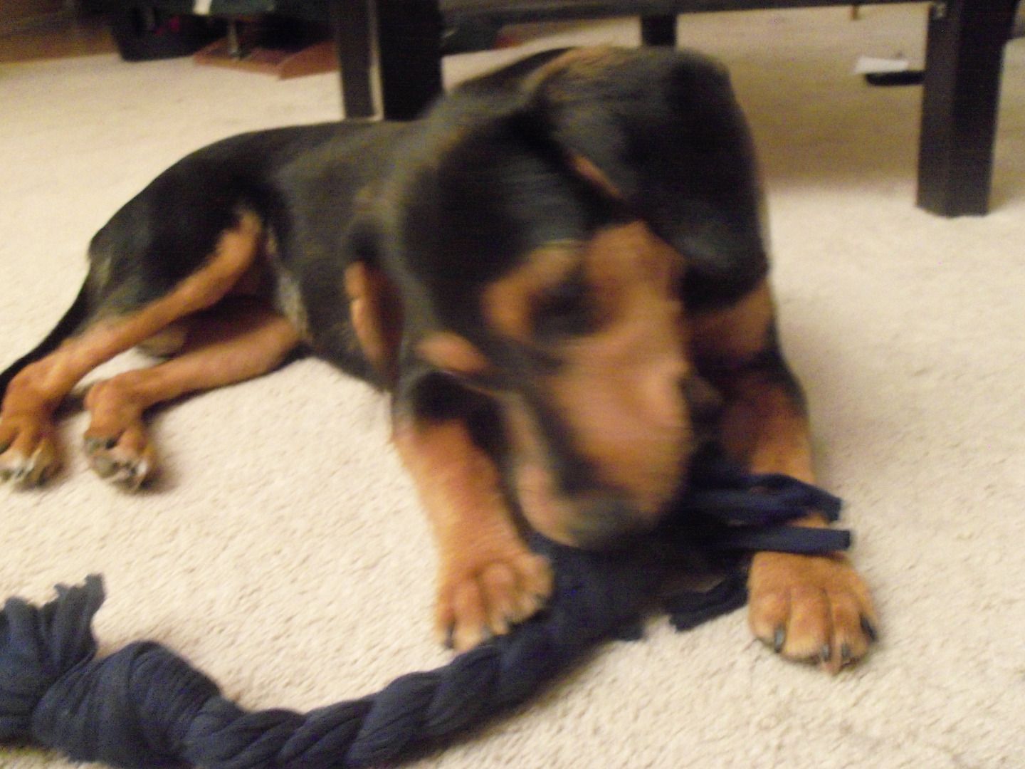 Homemade Dog Toy : 6 Steps (with Pictures) - Instructables