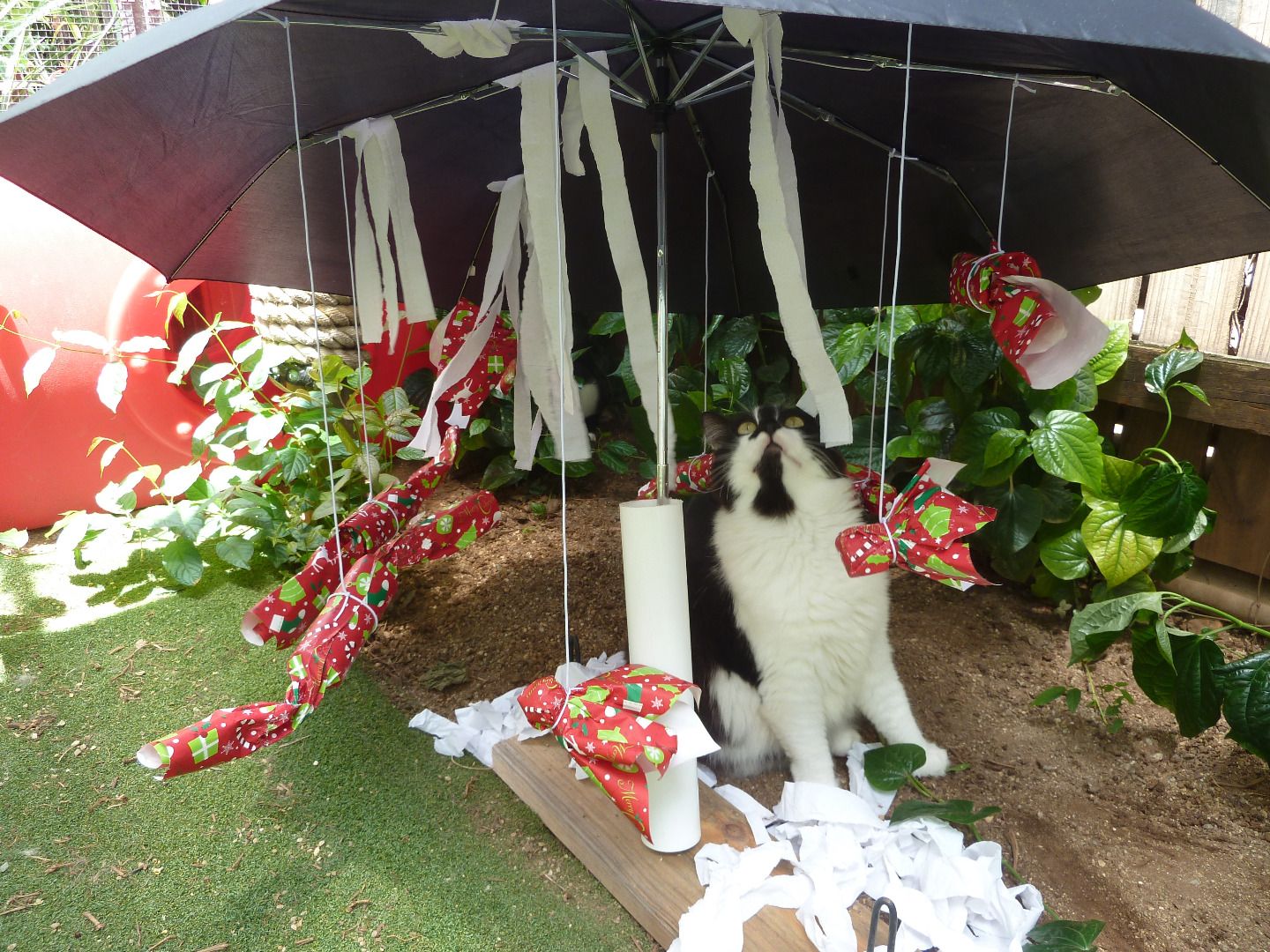 Tropical Cat Christmas "Tree" : 3 Steps (with Pictures) - Instructables