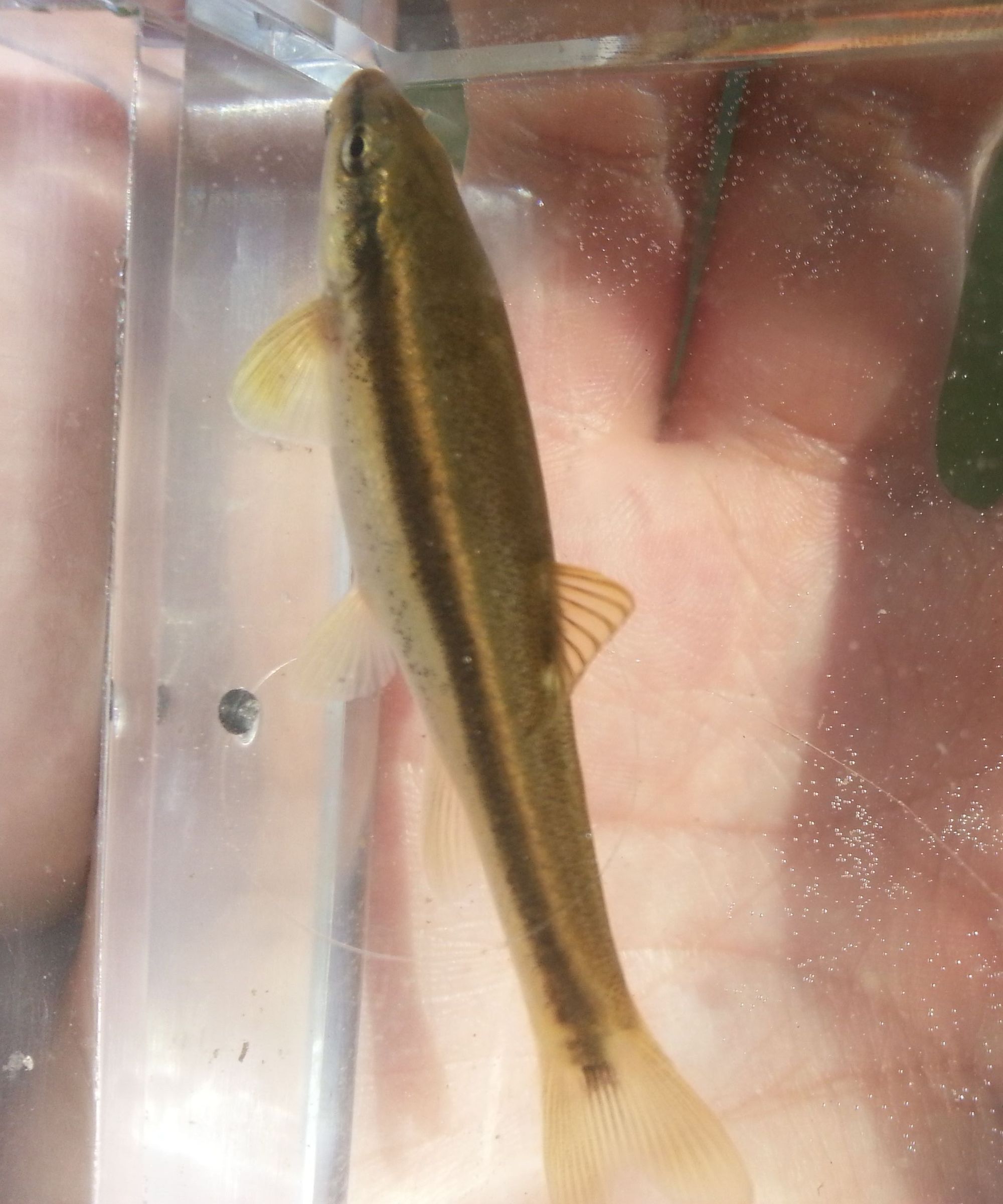 Budget Microfishing : 8 Steps (with Pictures) - Instructables