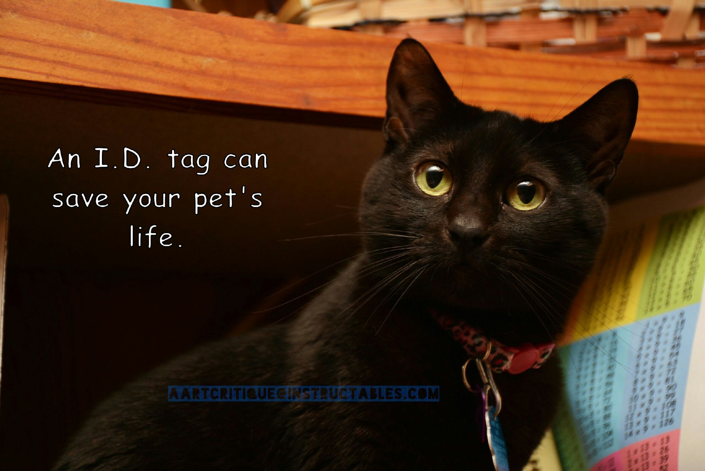 Proper Cat Ownership, Care, Training, Tips, and Tricks : 12 Steps (with ...
