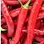 16 Tips on Growing Hot Chilli Peppers in a Cold Climate : 4 Steps (with ...