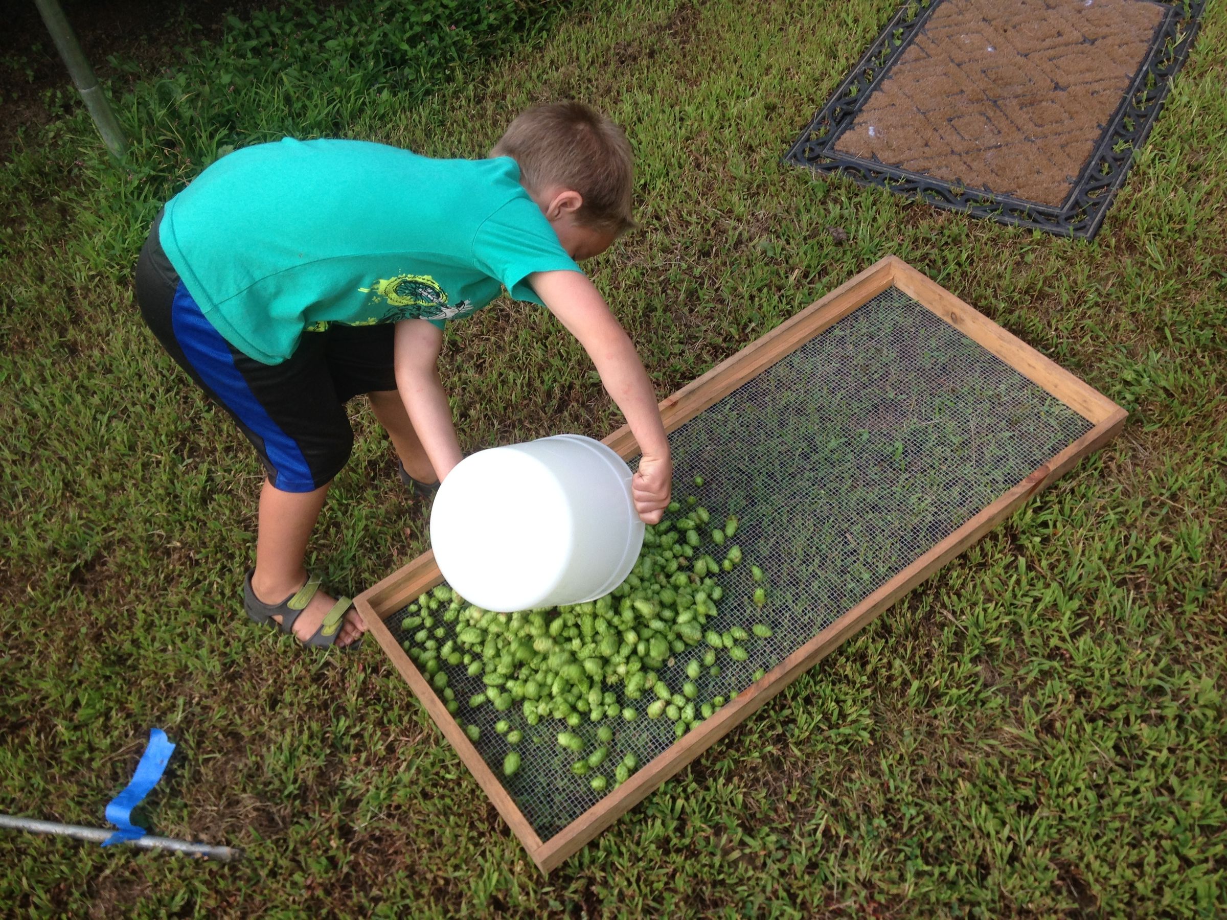 Growing Hops at Home : 9 Steps (with Pictures) - Instructables