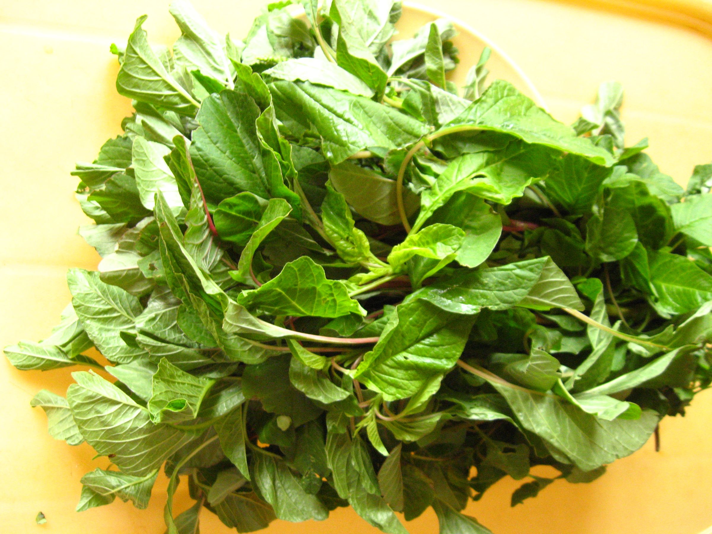 How to Grow Amaranth From Stems and Collect Seeds : 5 Steps (with ...