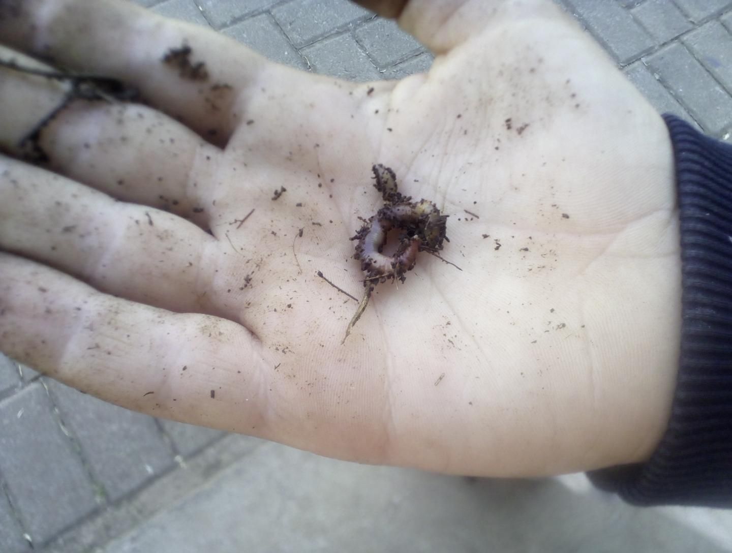 Mini Wormery (easy) : 6 Steps - Instructables