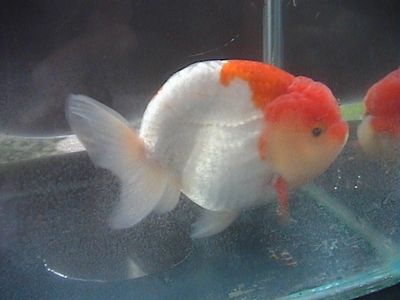 How Can You Tell The Sex Of Goldfish Creator-Made Exclusive Content #653