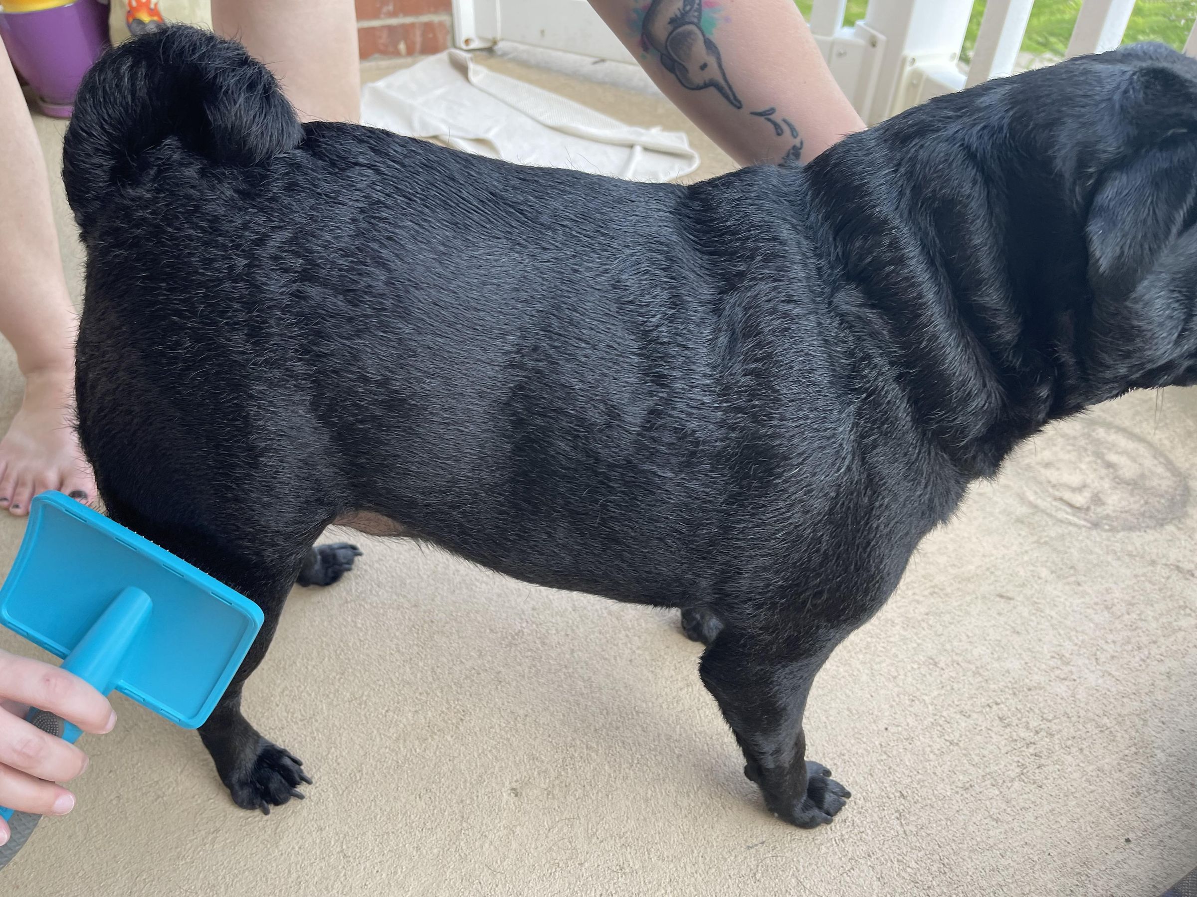 How to Groom Your Pug : 13 Steps (with Pictures) - Instructables