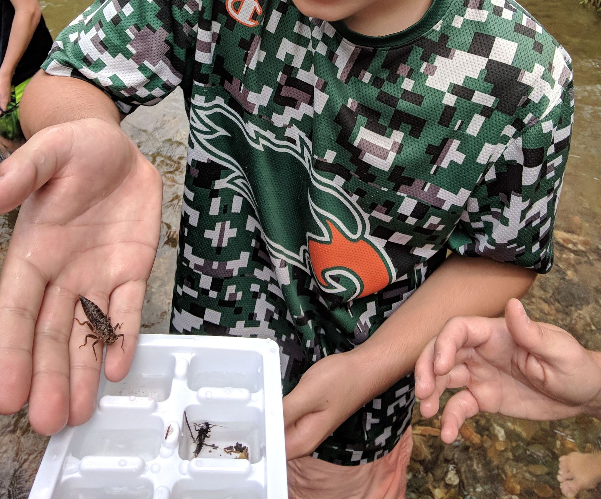 Ice Cube Tray Bug Holder (with Pictures) - Instructables