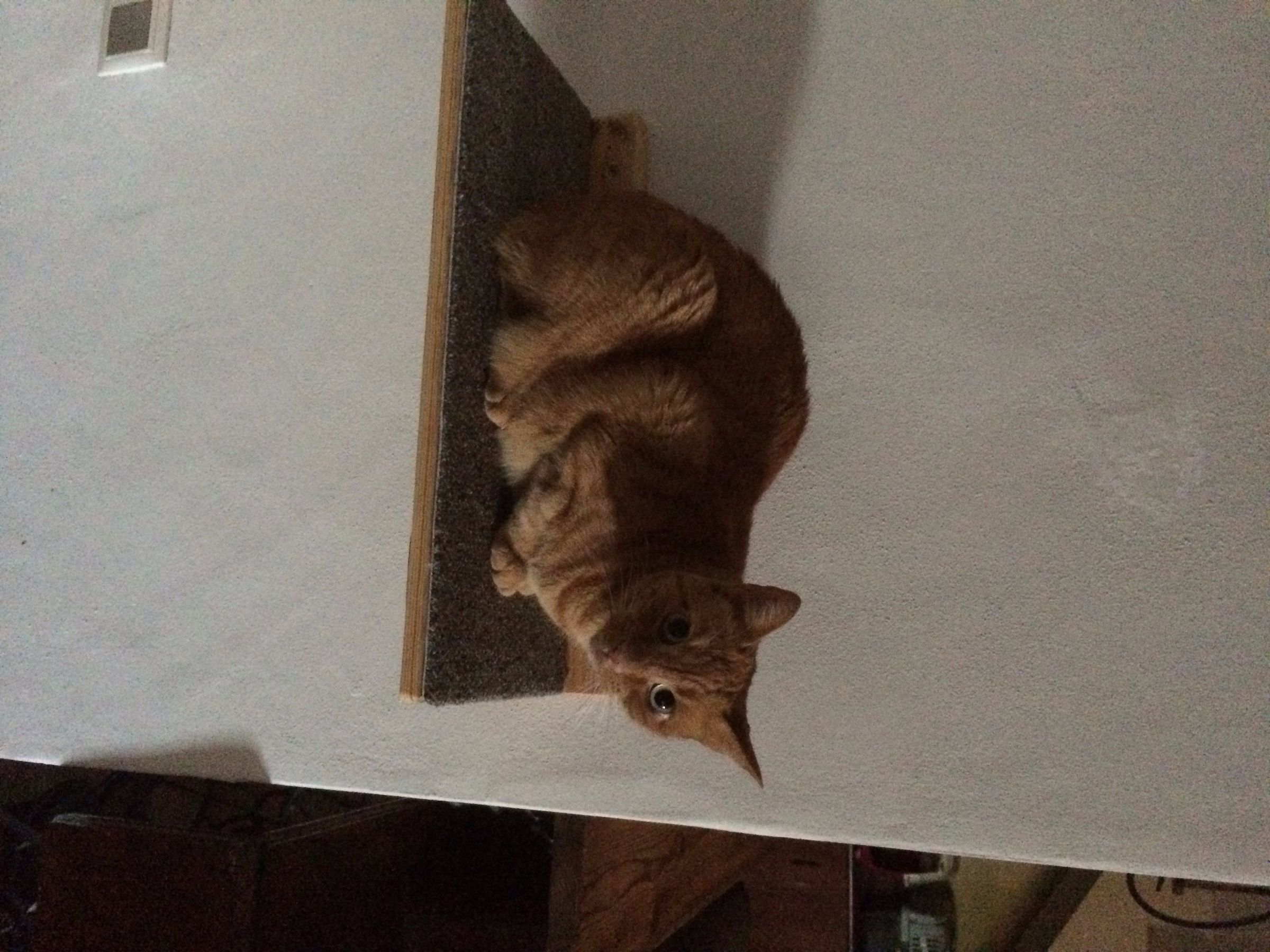 Cats' Corner : 10 Steps - Instructables