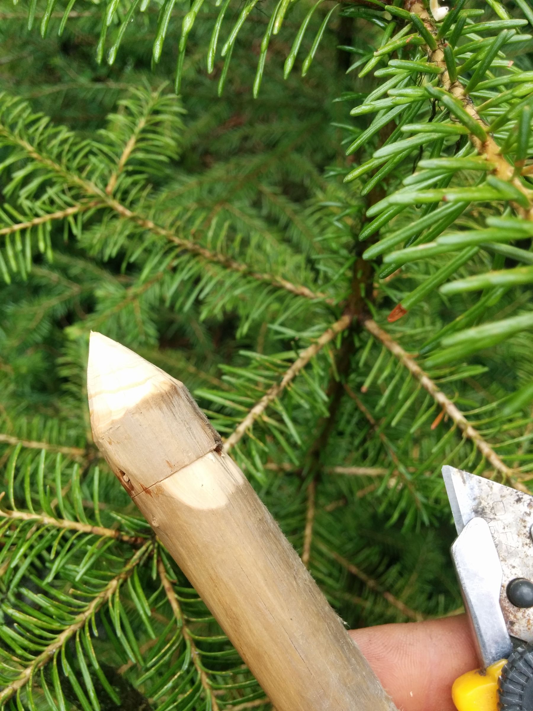 Hand Carved Spinning Top : 6 Steps (with Pictures) - Instructables