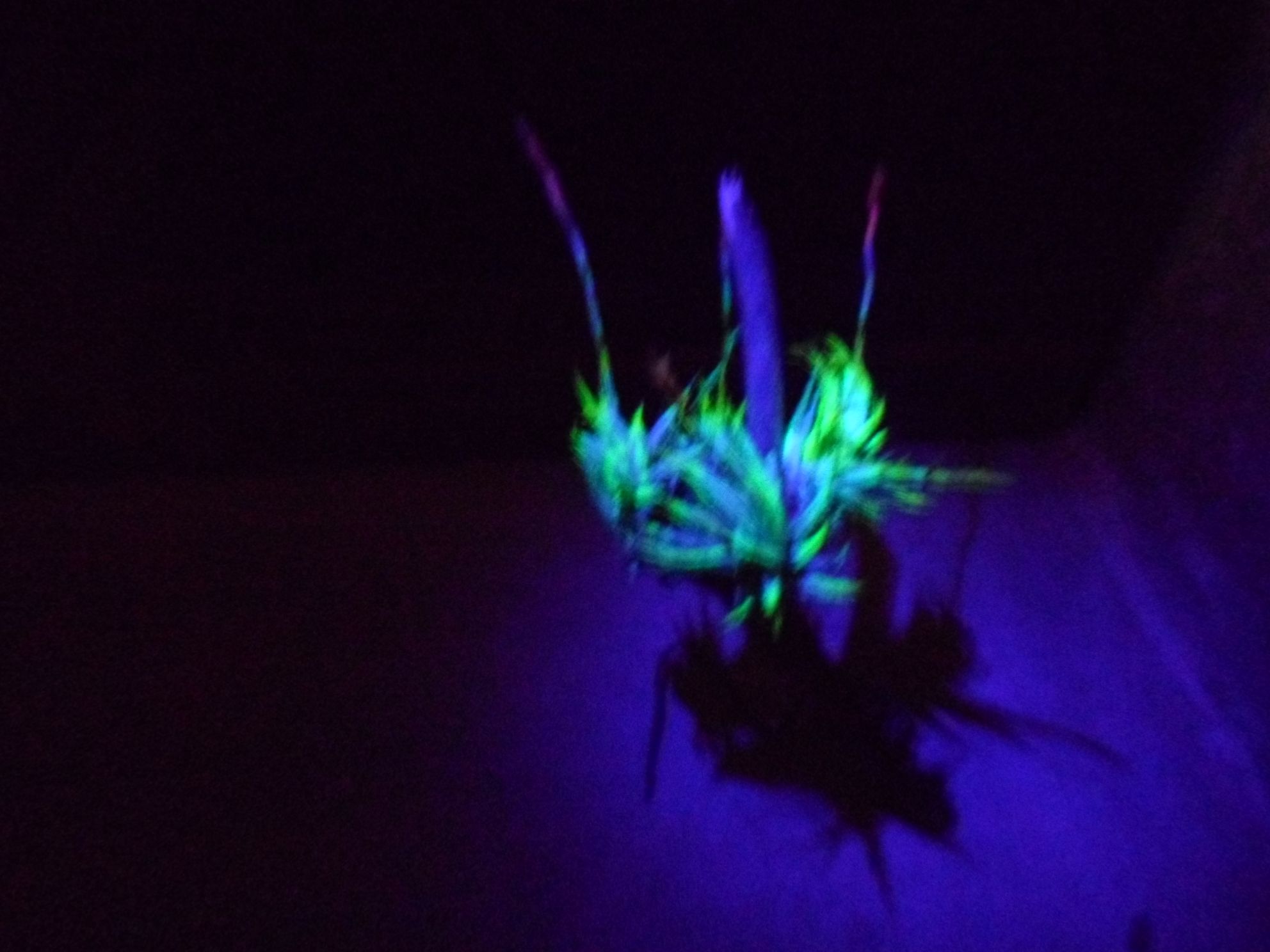 Create Your Own Fluorescent Plant : 7 Steps - Instructables