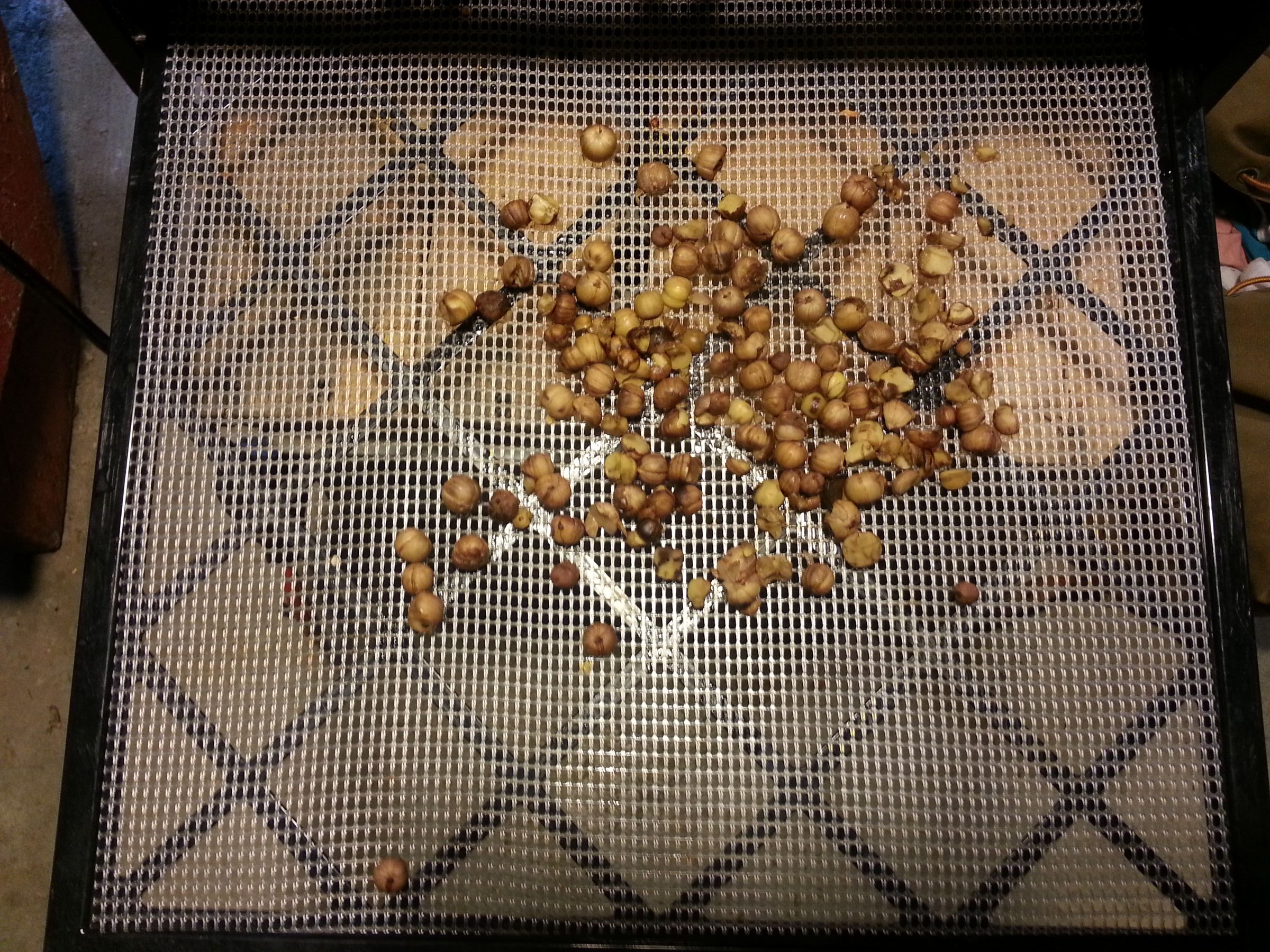 Processing Common Tree Foods: Acorns, Black Walnuts, Hickory Nuts ...