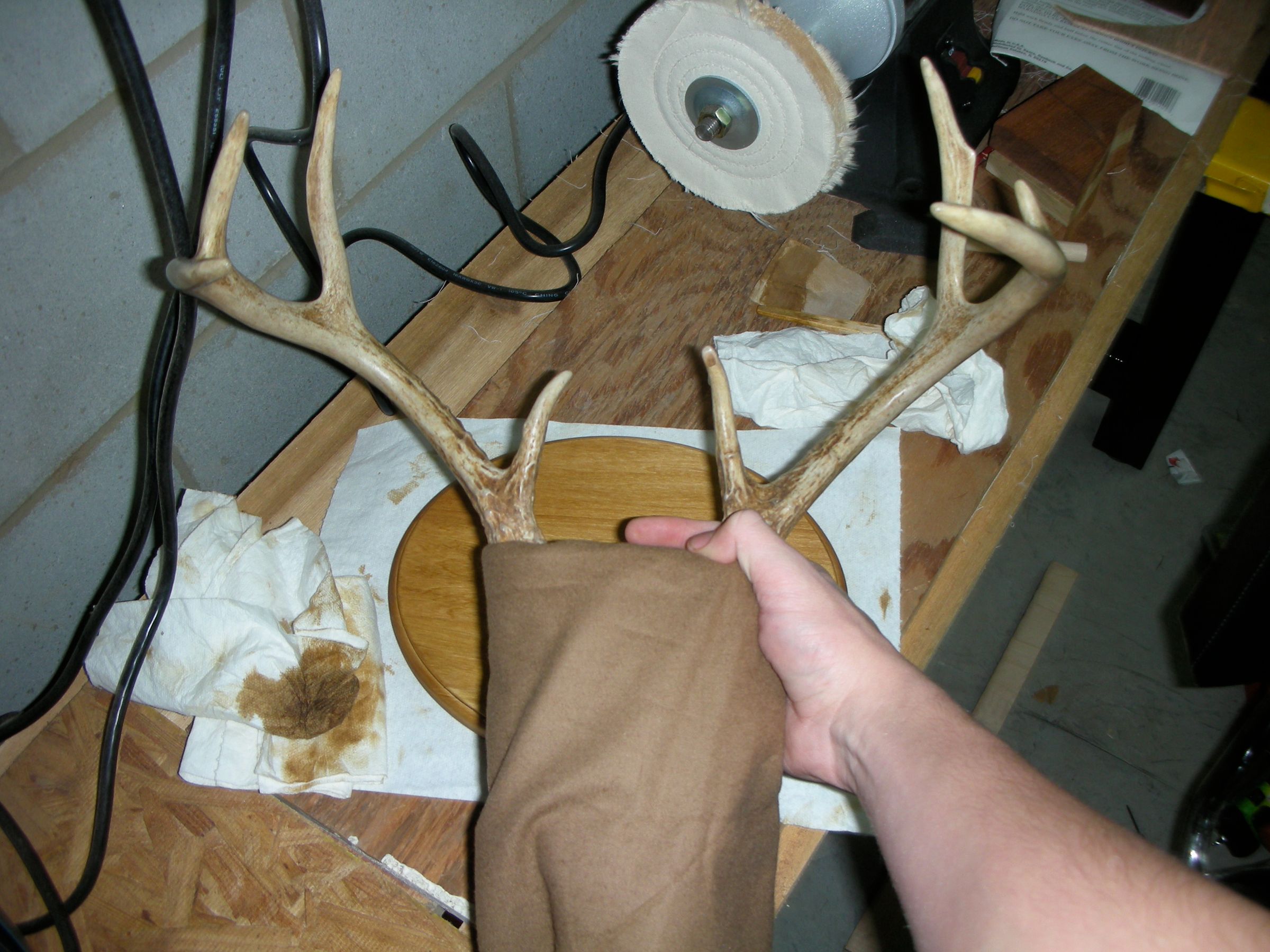 Mounting Deer Antlers : 10 Steps (with Pictures) - Instructables