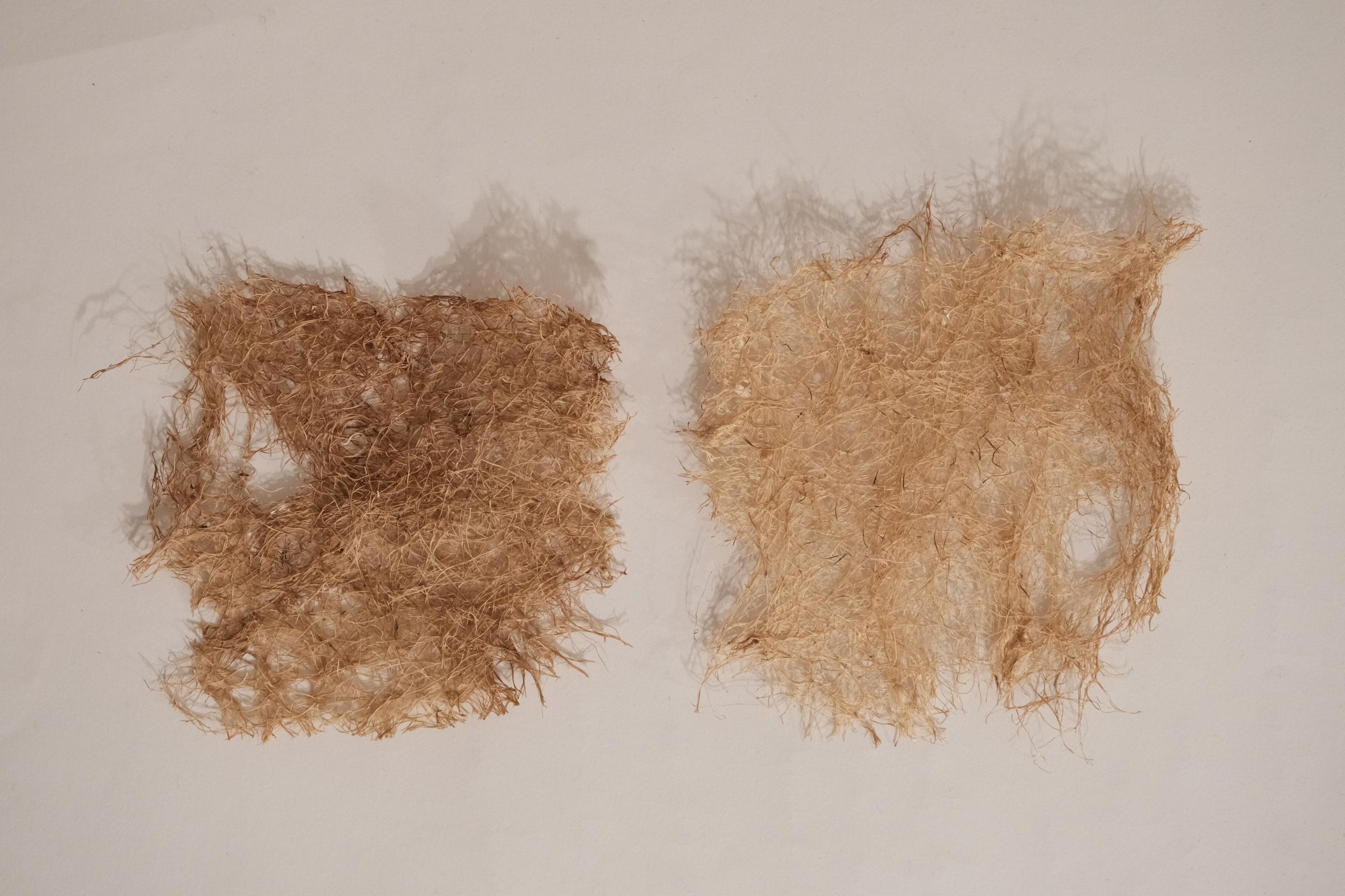 Make Wheatgrass Root Mats : 6 Steps (with Pictures) - Instructables