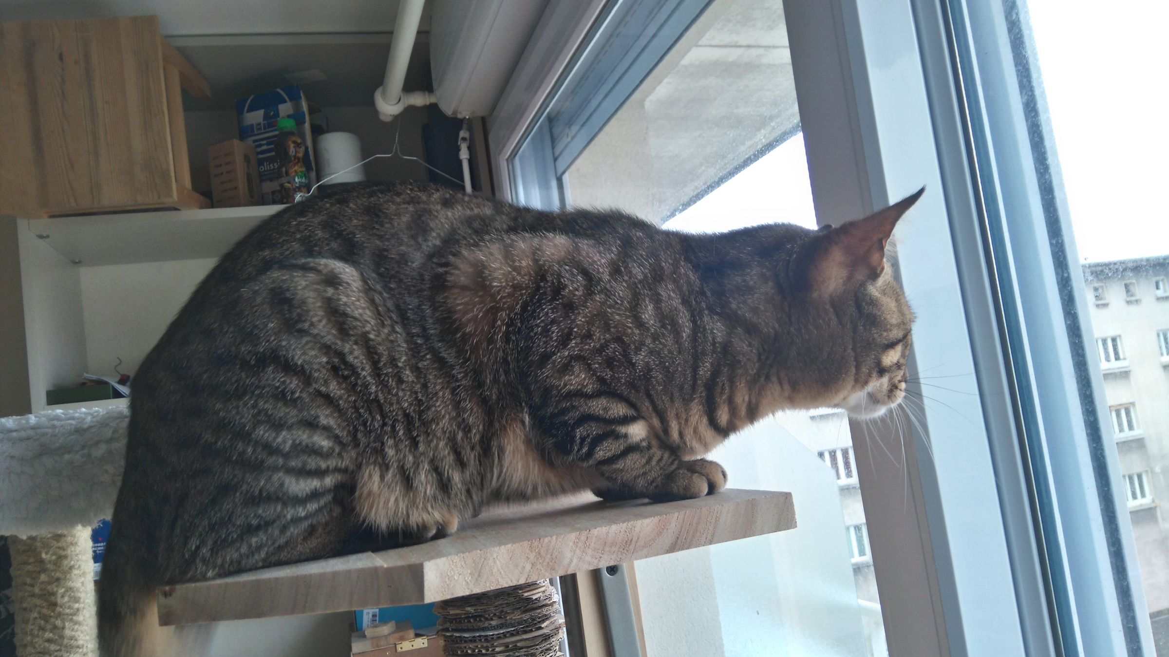 Build a Very Tall, and Sturdy Cat Tree : 8 Steps (with Pictures ...