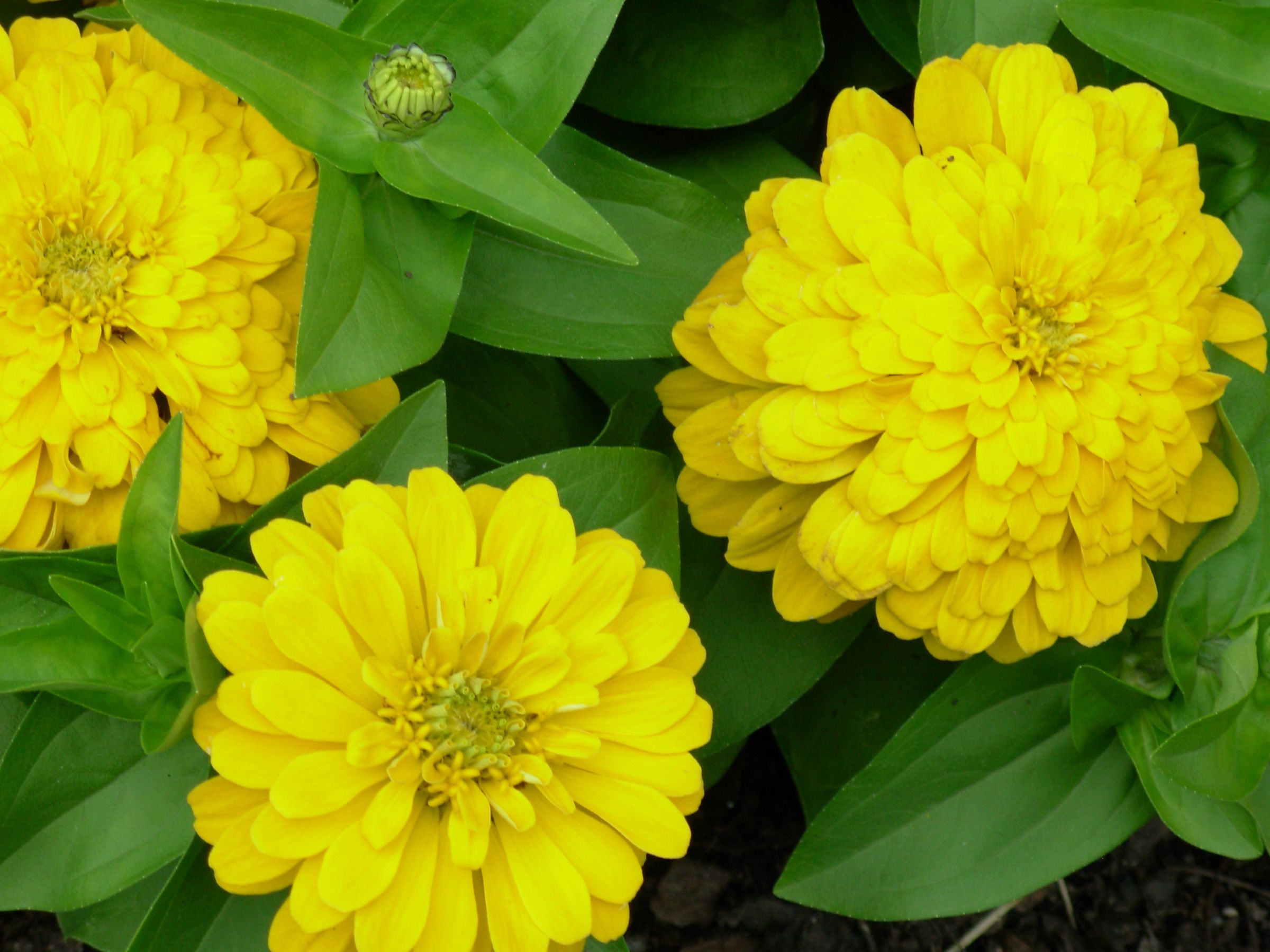 Taking Macro Photo's of Flowers : 3 Steps - Instructables