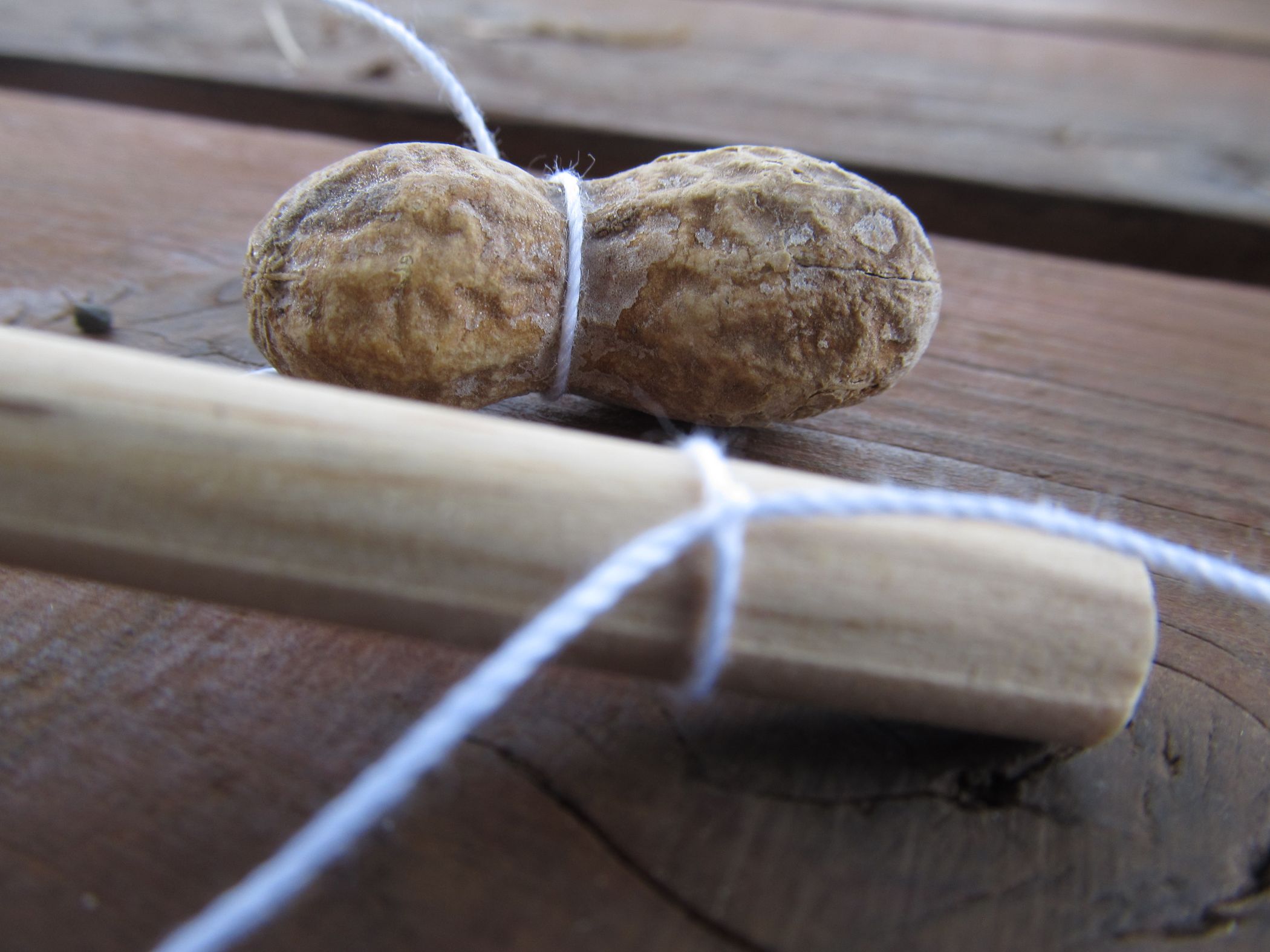 Fishin Fer Squirrels : 3 Steps (with Pictures) - Instructables