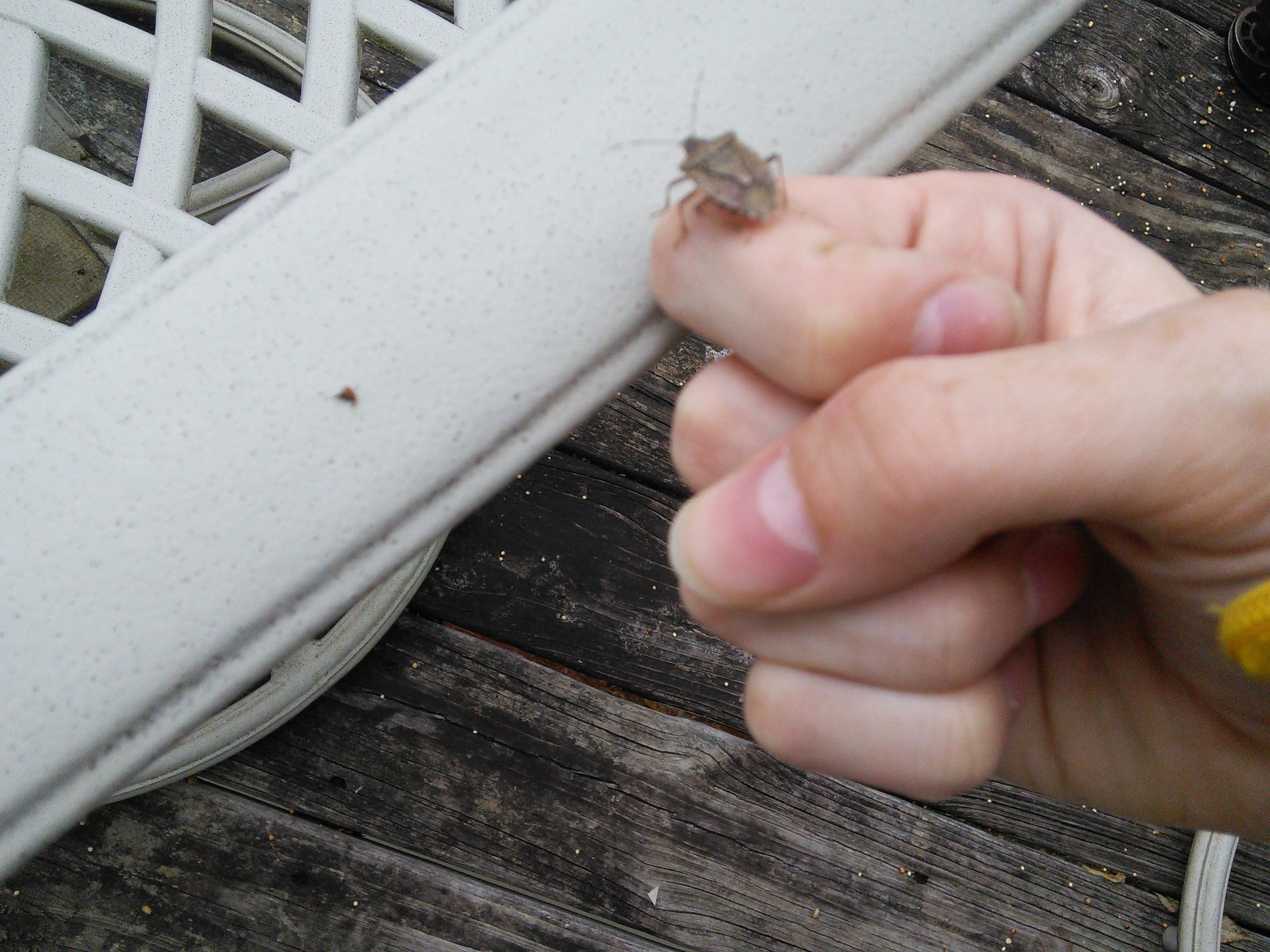 How to Move a Stink Bug From Inside to Outside Without It Stinking You ...