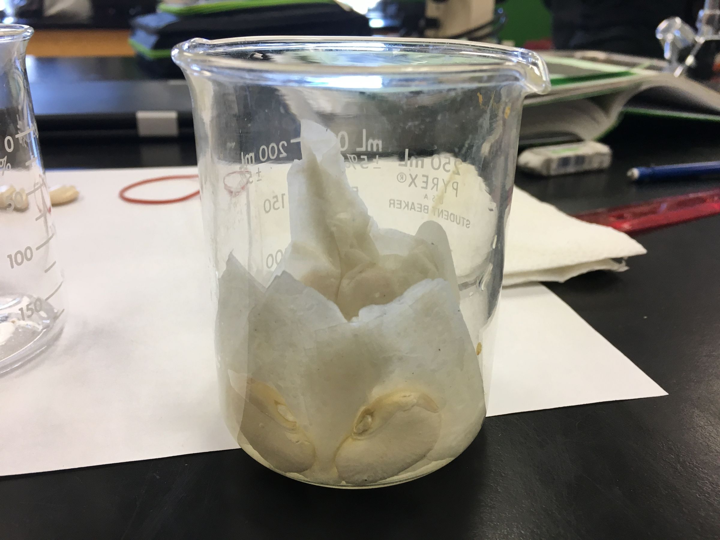 Les Racines Et Les Poils Absorbantes : 7 Steps - Instructables