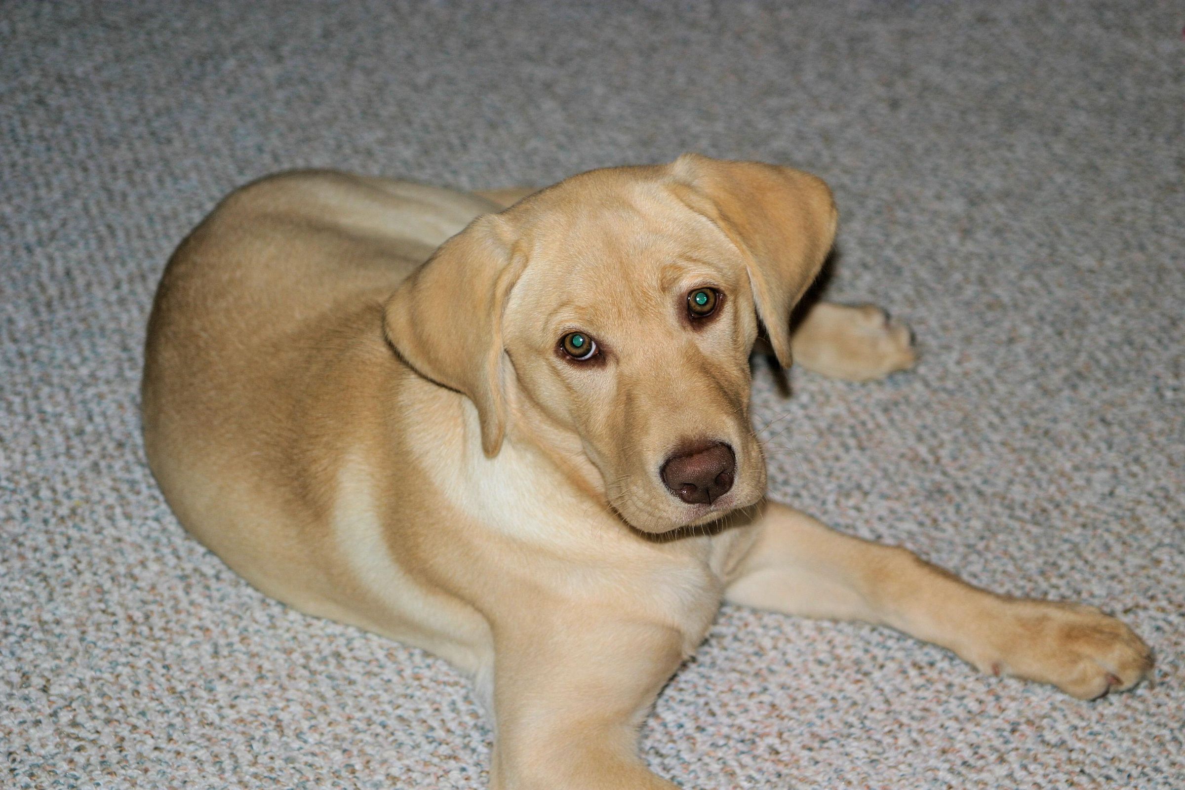 Emily, a Quadruped Dog Robot : 12 Steps - Instructables