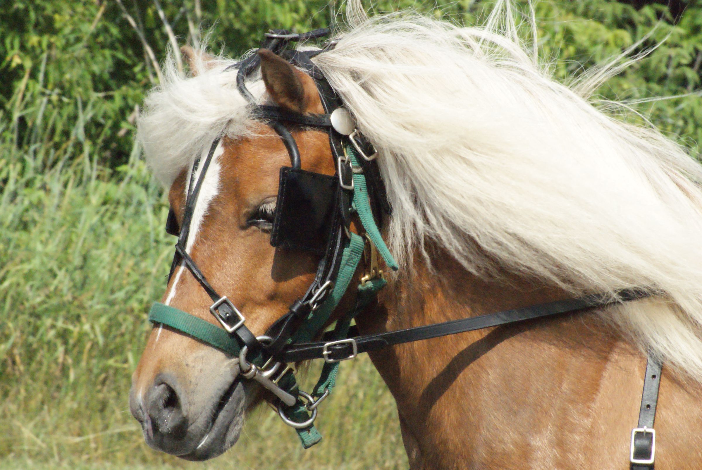 Photographing Horses : 12 Steps (with Pictures) - Instructables