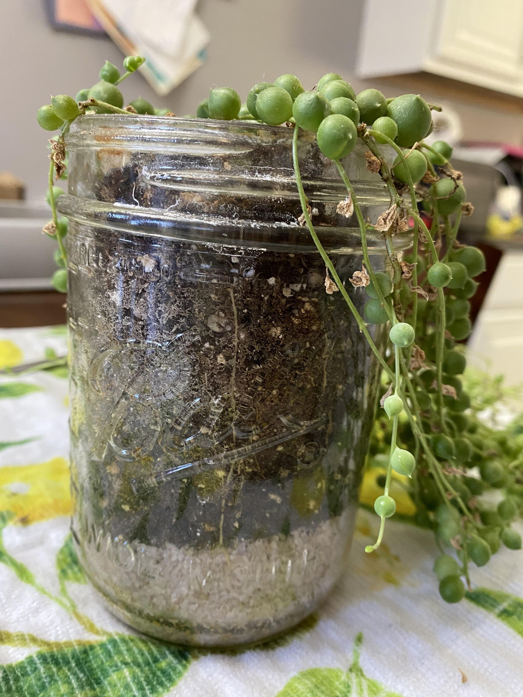 Water Propagating String of Pearls : 5 Steps (with Pictures ...