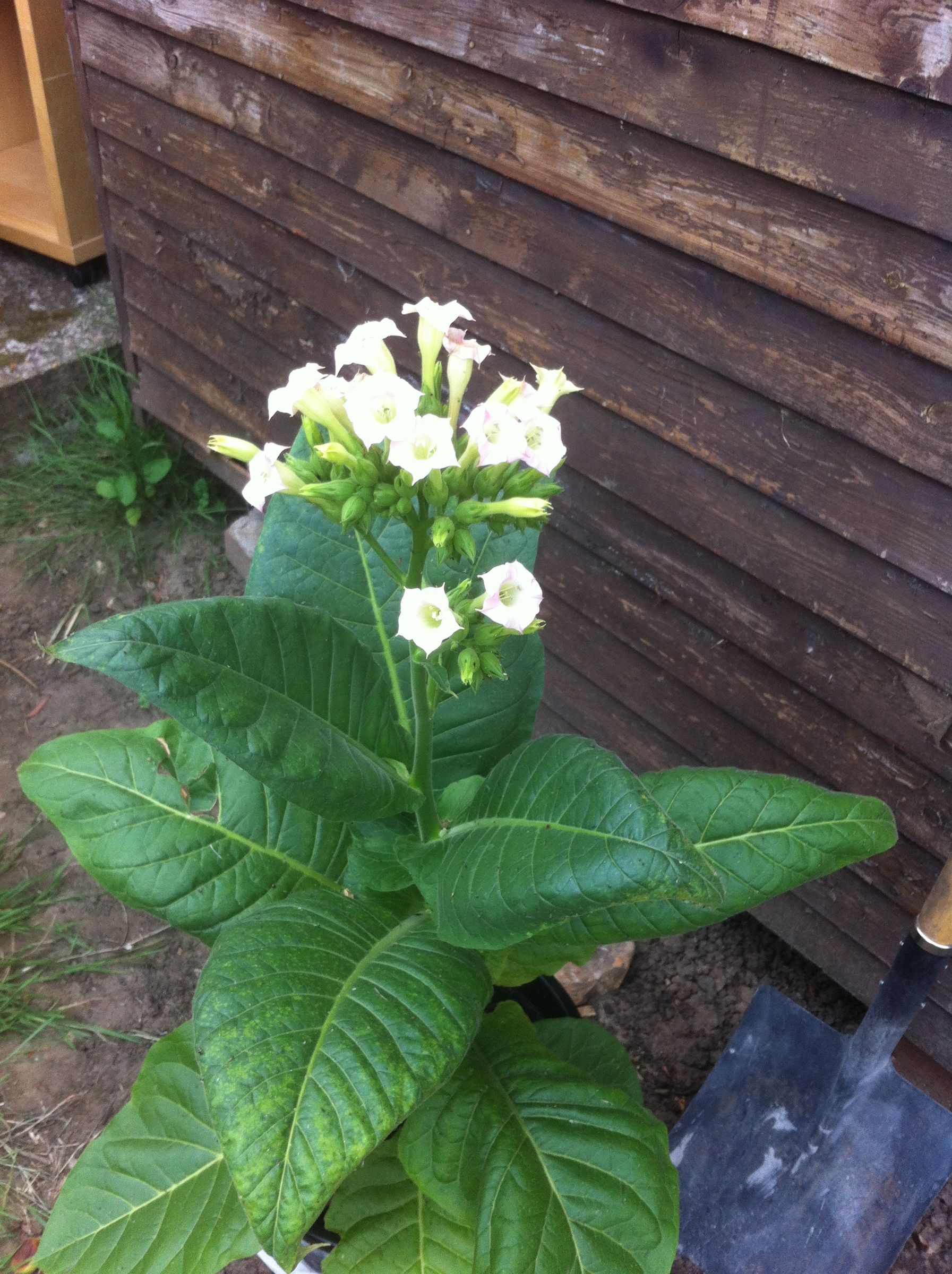 Growing Tobacco : 6 Steps (with Pictures) - Instructables