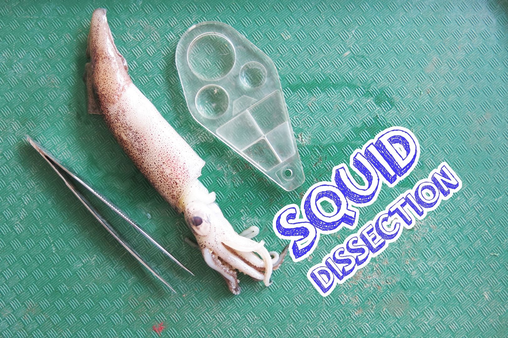 Squid Internal Anatomy Worksheet