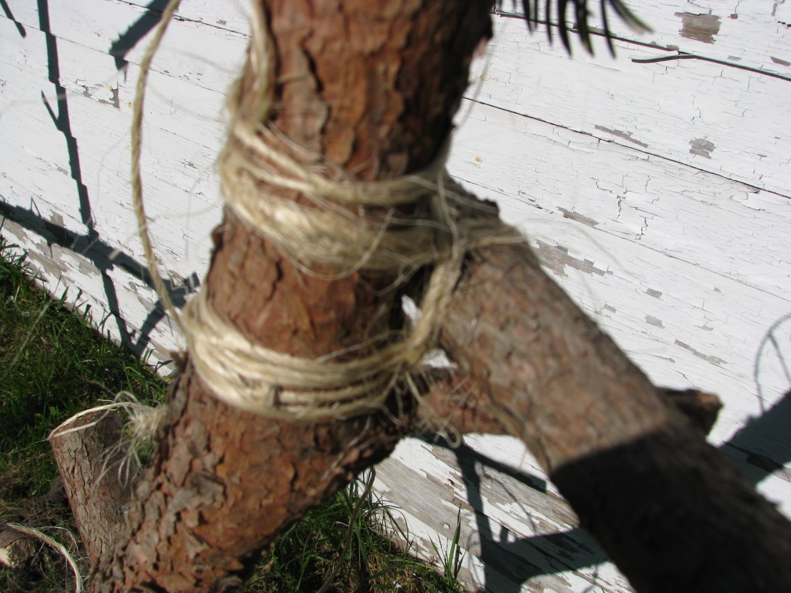 Trim a Tree, Build a Trellis - Instructables