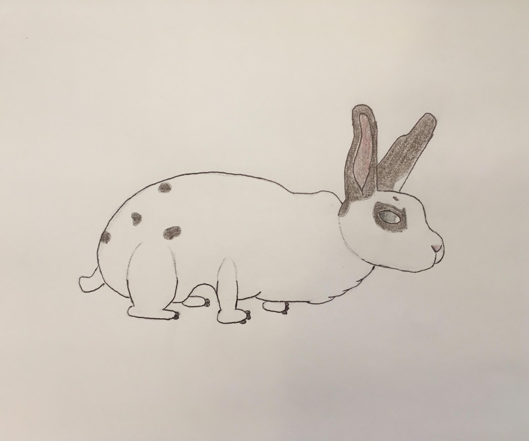 How to Draw a Realistic Bunny (standing) : 26 Steps - Instructables
