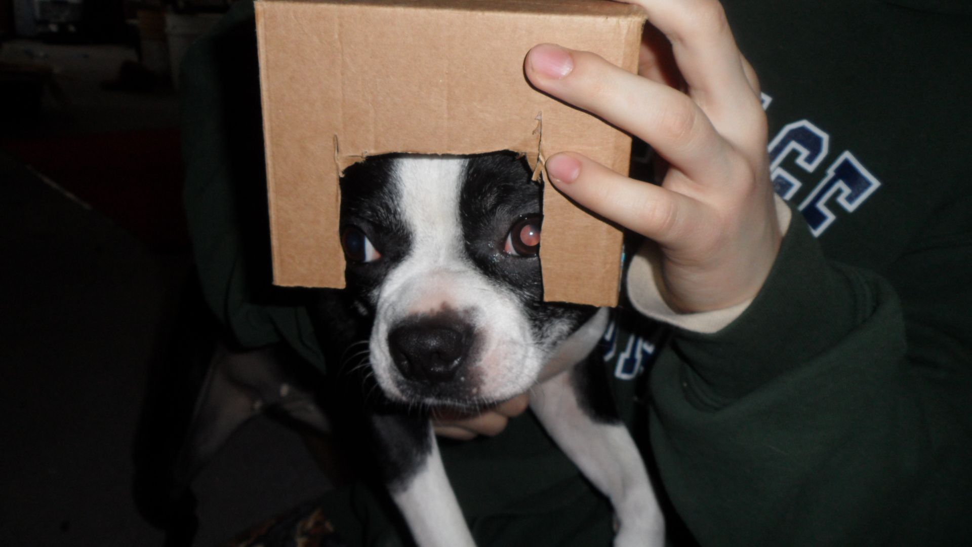 How to Make a Minecraft Wolf Dog Costume : 7 Steps - Instructables