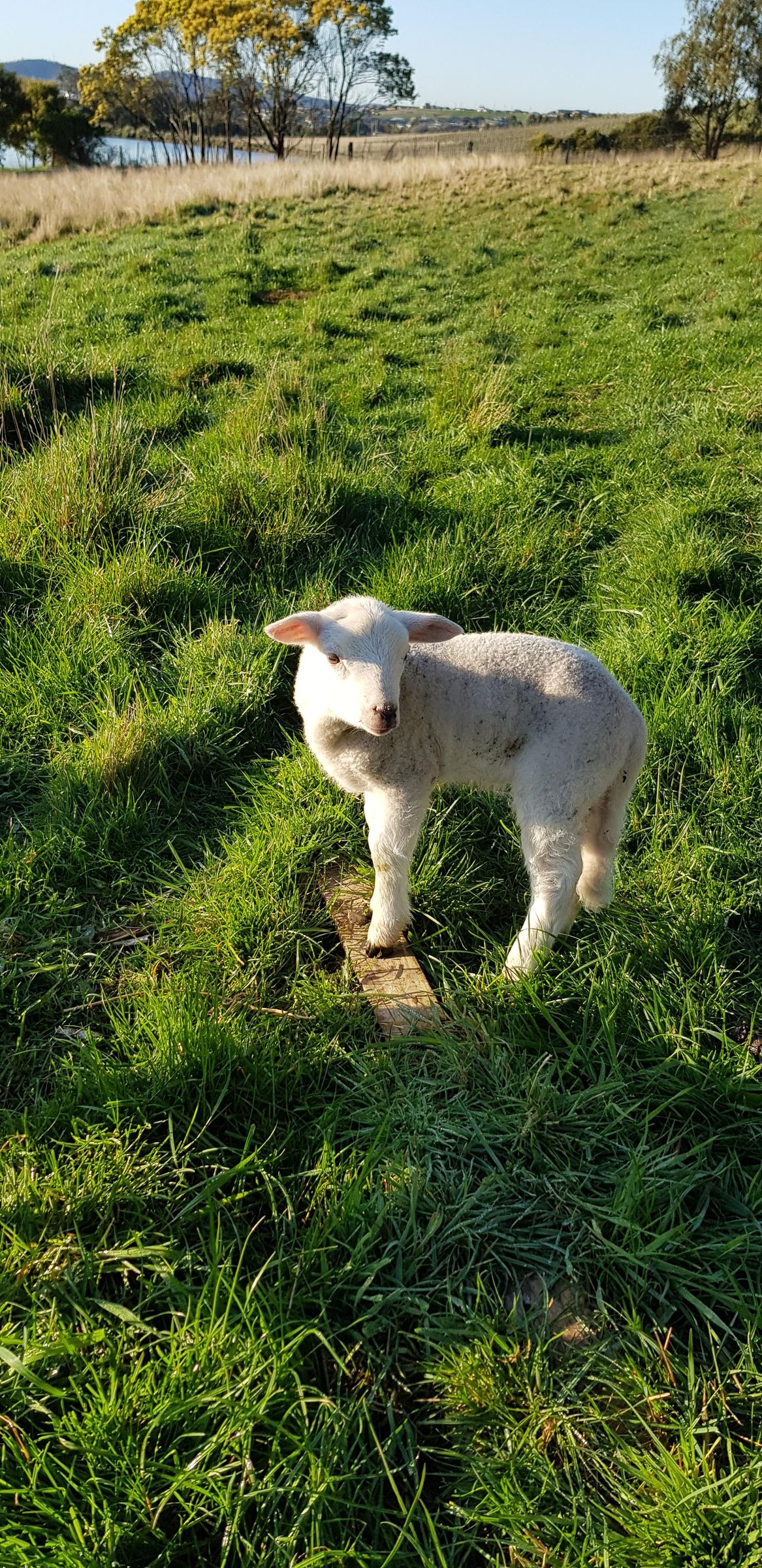 Raising Orphan Lambs : 4 Steps (with Pictures) - Instructables