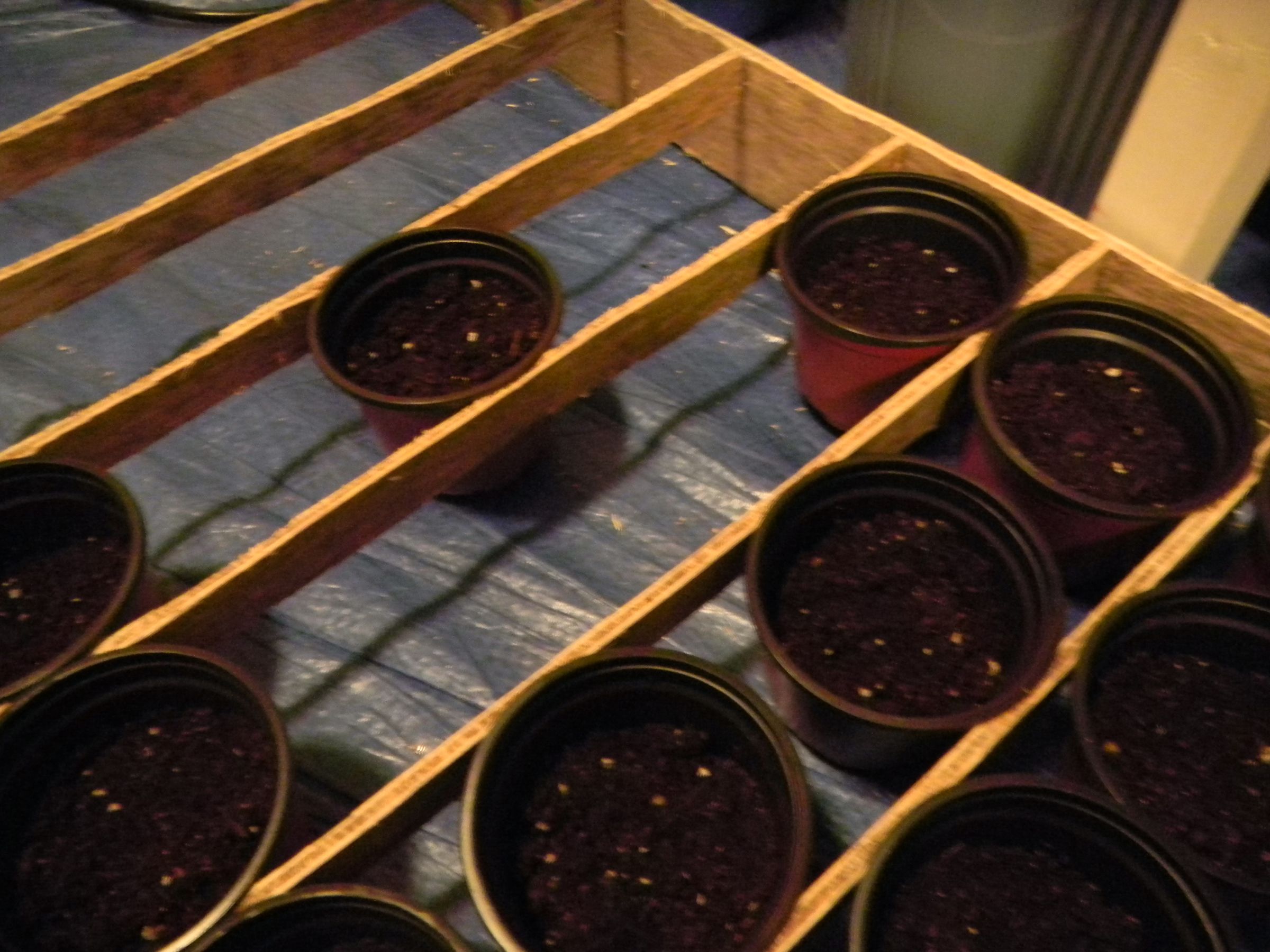 DIY Indoor Seed Starting System : 5 Steps (with Pictures) - Instructables