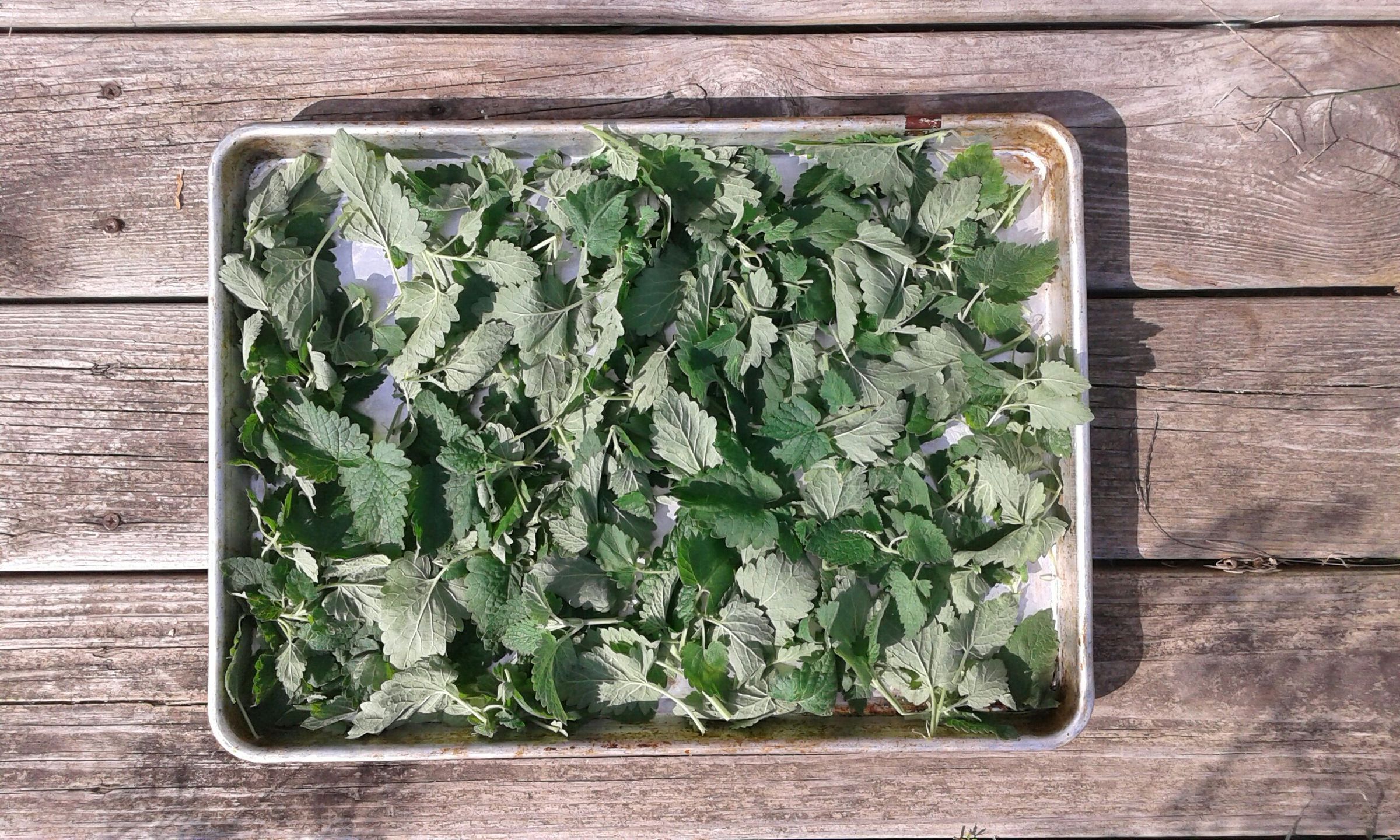 All Natural Mint Tea : 6 Steps (with Pictures) - Instructables