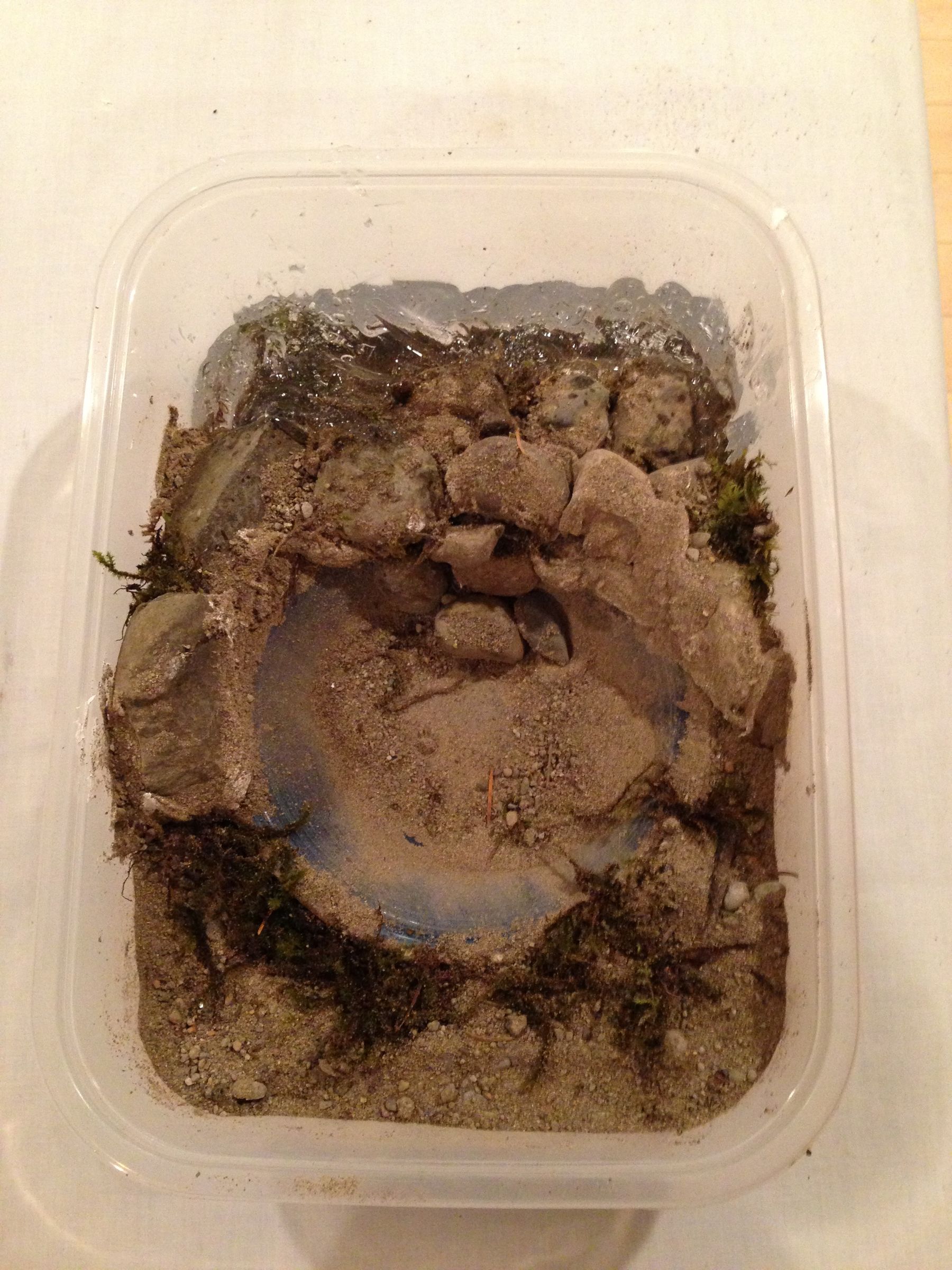 The Tide Pool Diorama : 4 Steps - Instructables